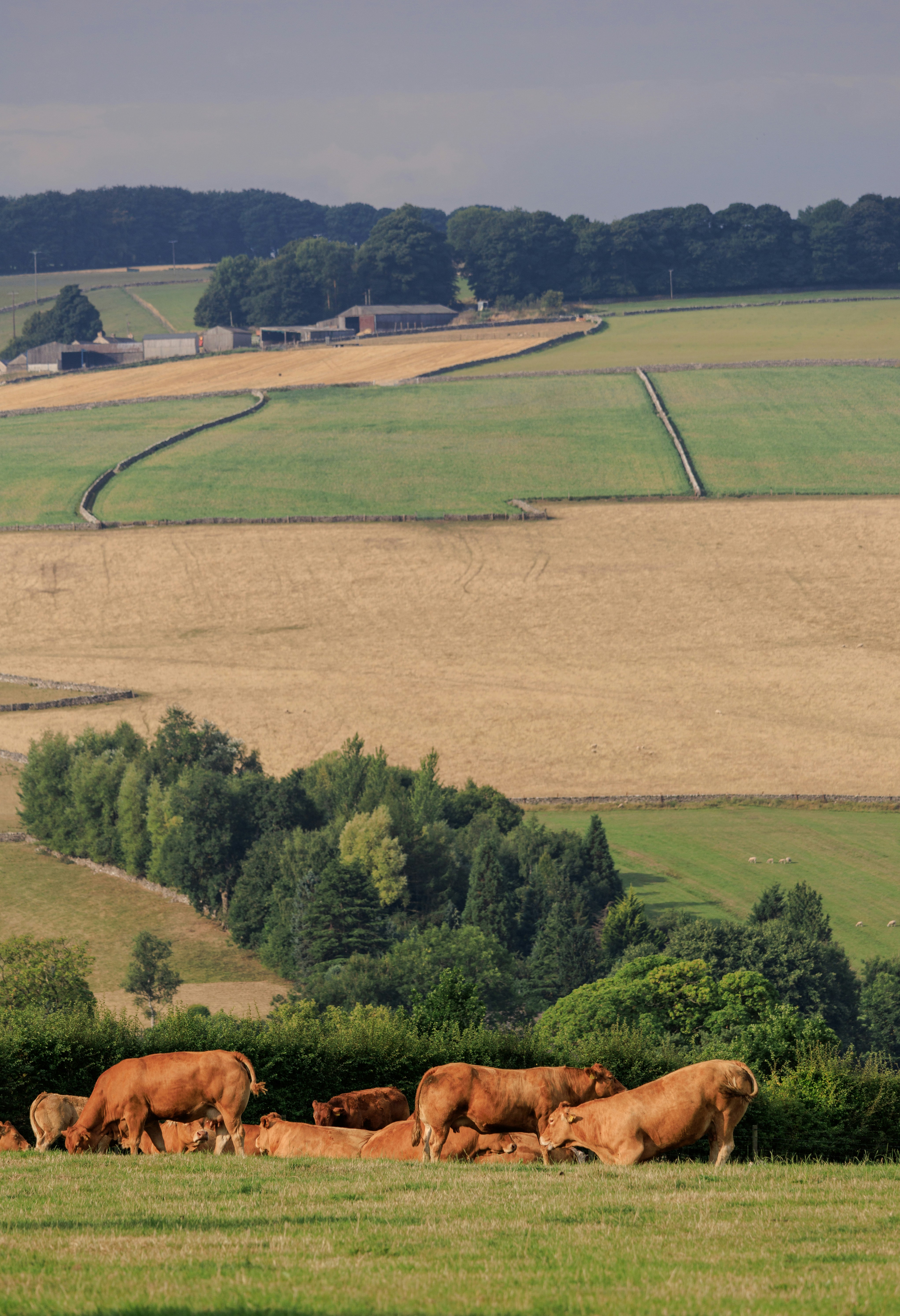 A group of animals in a field photo – Free Peak district national park ...