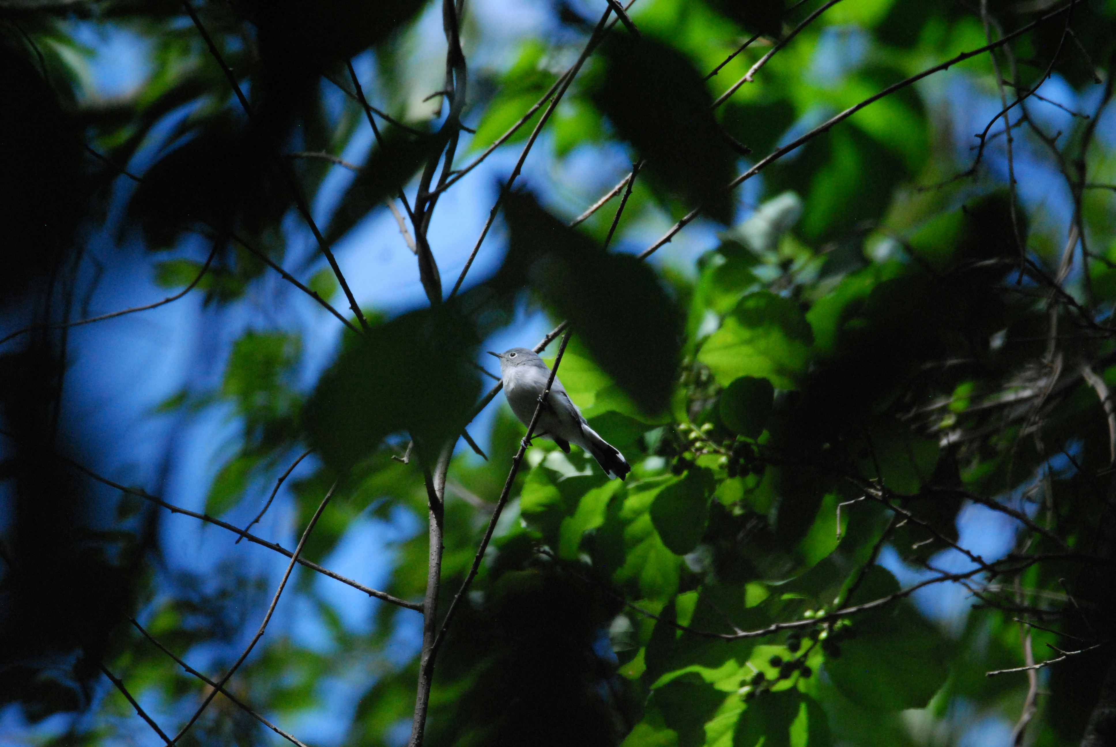 A small bird perches among vibrant green leaves, partially obscured by branches, with a bright blue sky in the background.