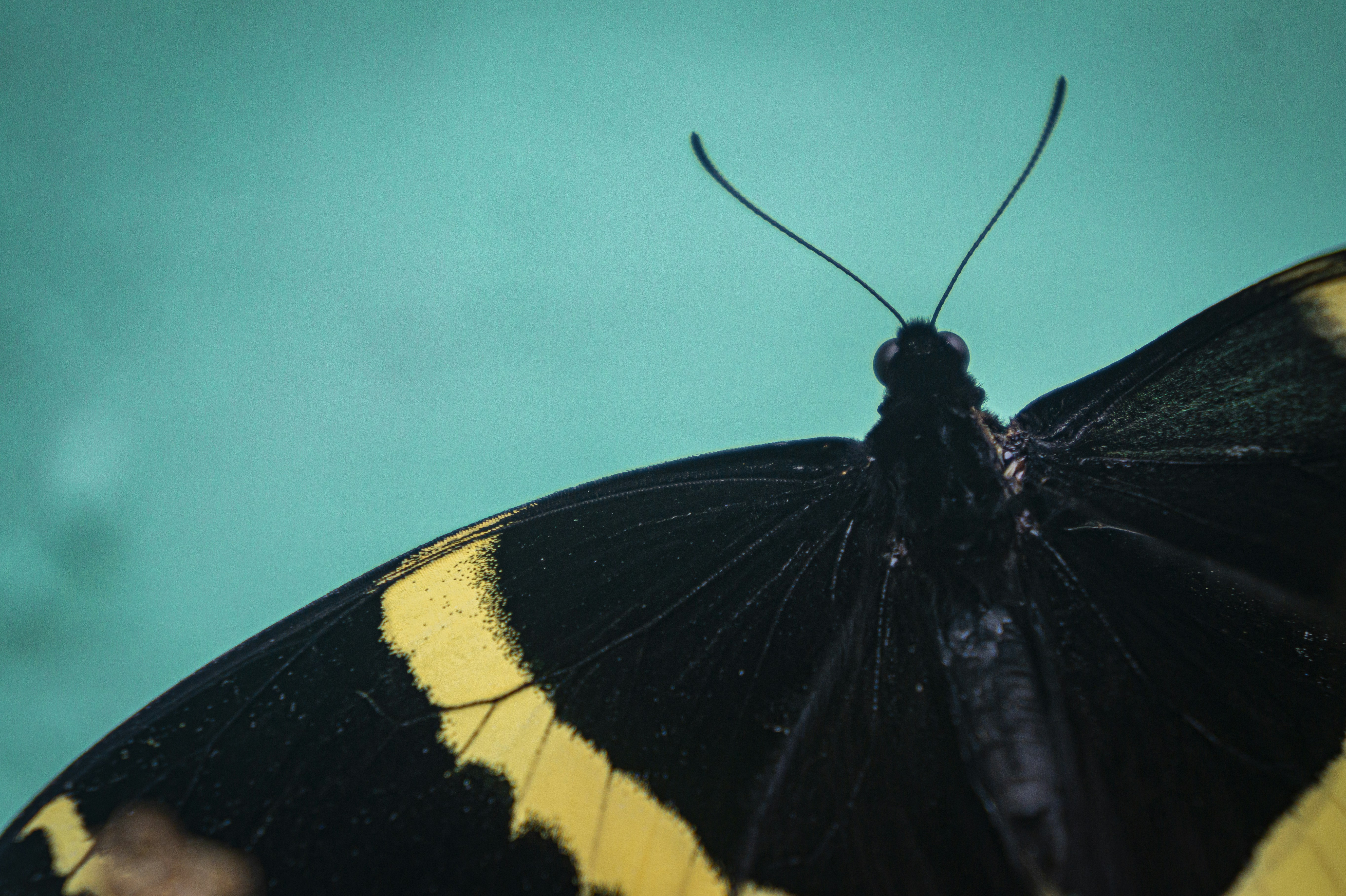 Yellow-sashed swallowtail in sharp focus against teal backdrop