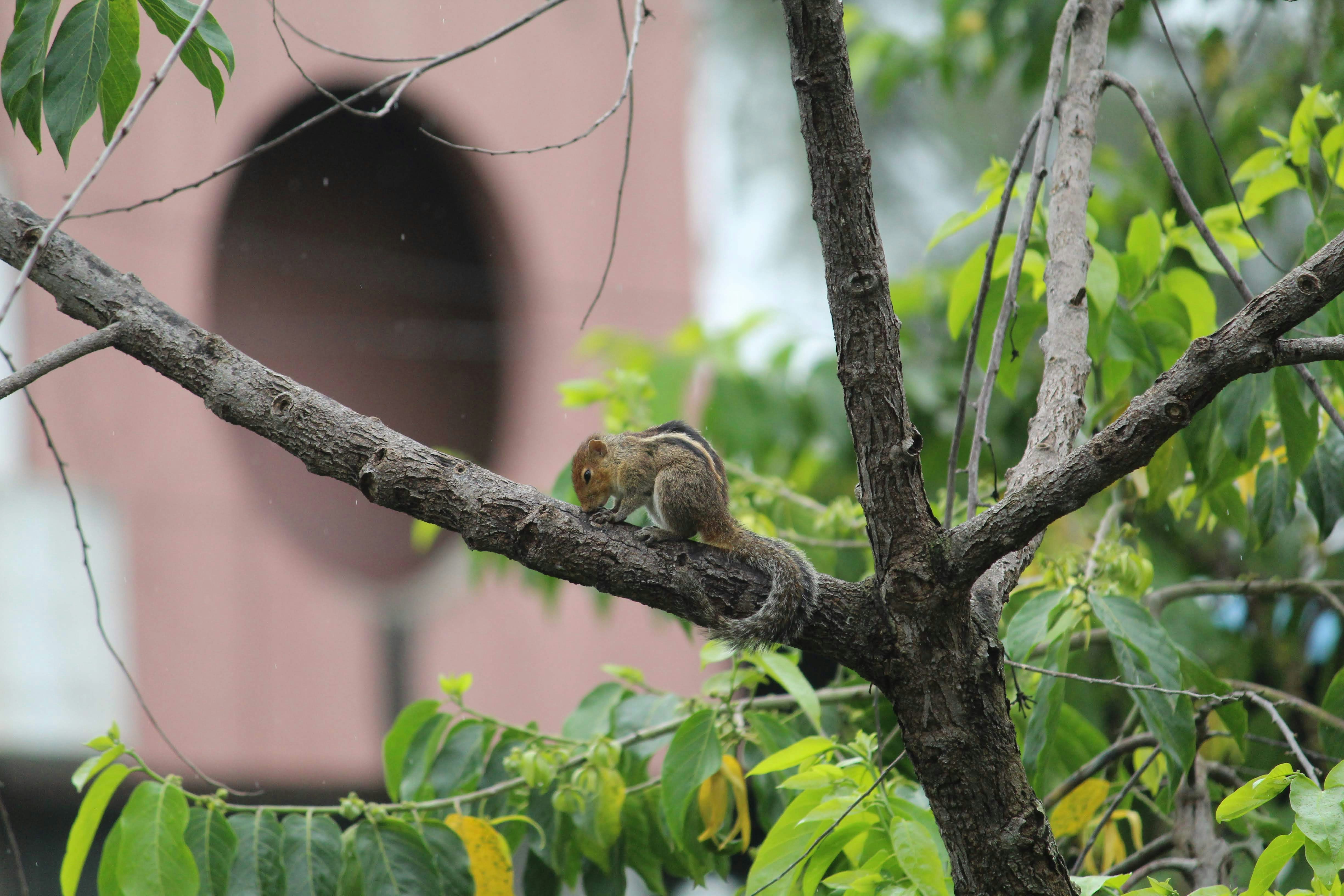 A squirrel perched on a branch, focused on its surroundings amidst vibrant green leaves. The background features a soft, blurred architectural element.