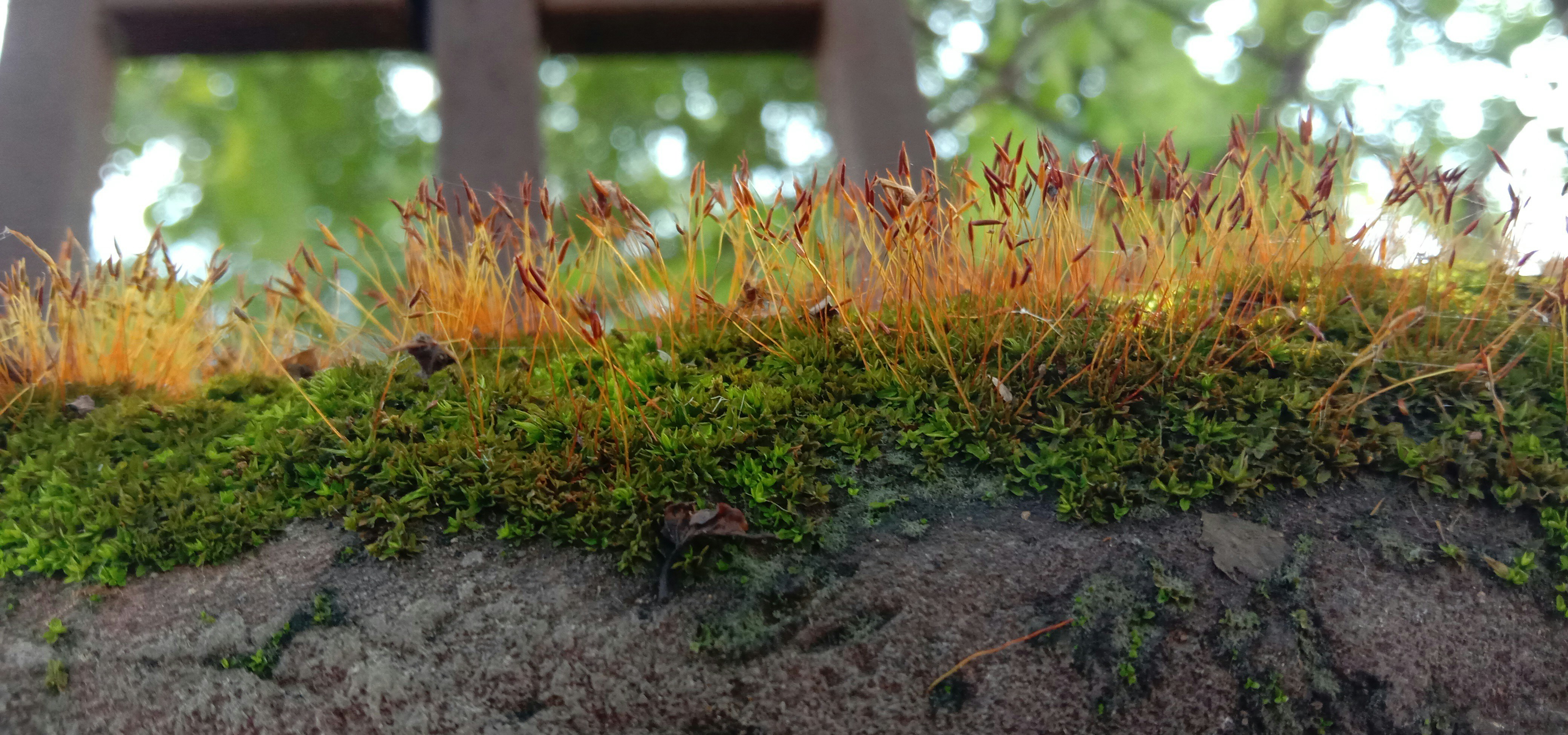 Close-up photograph of moss fringe on a weathered concrete ledge, with a softly blurred garden backdrop.