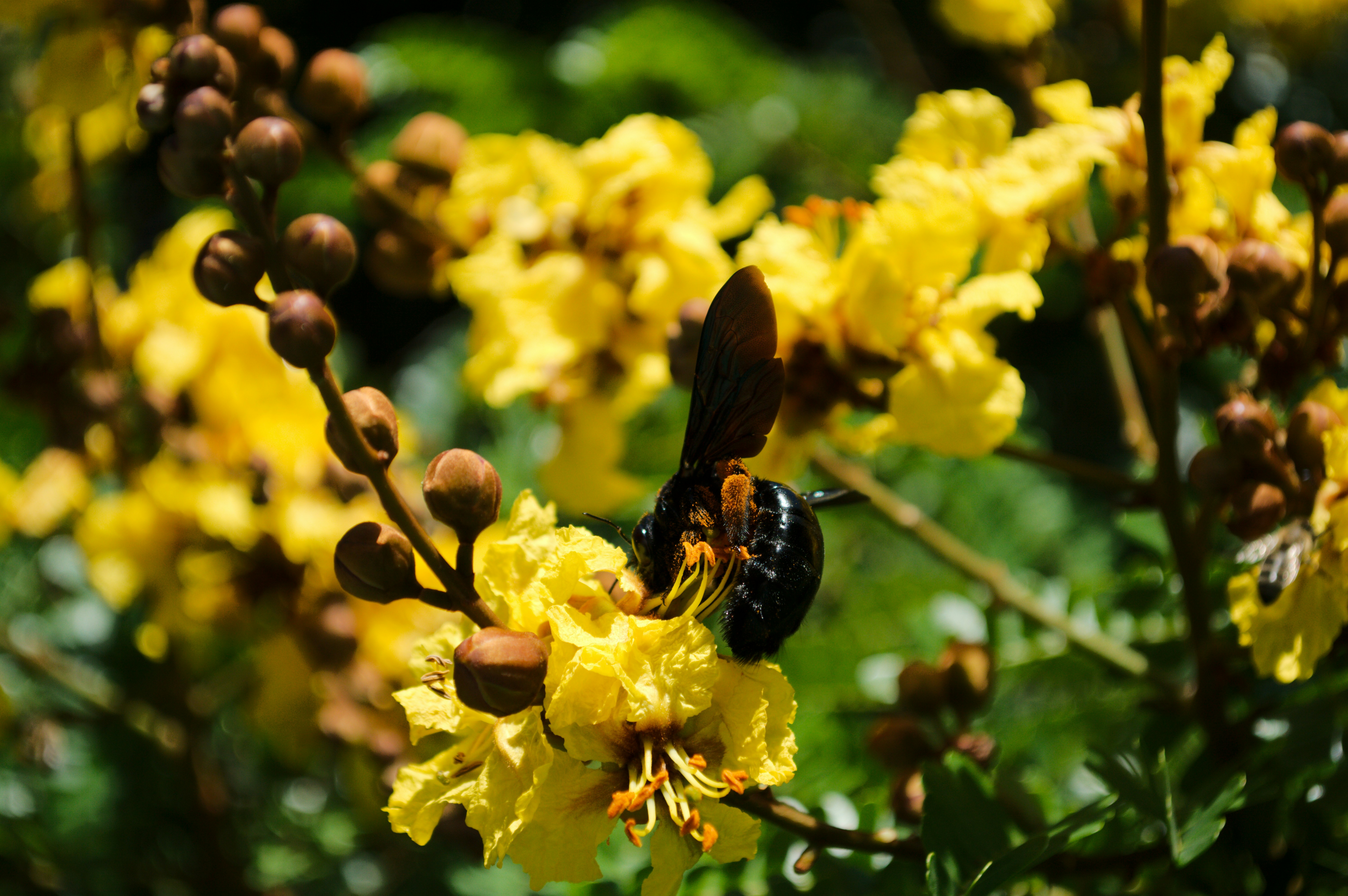 A bee on a flower photo – Free Santa marta Image on Unsplash