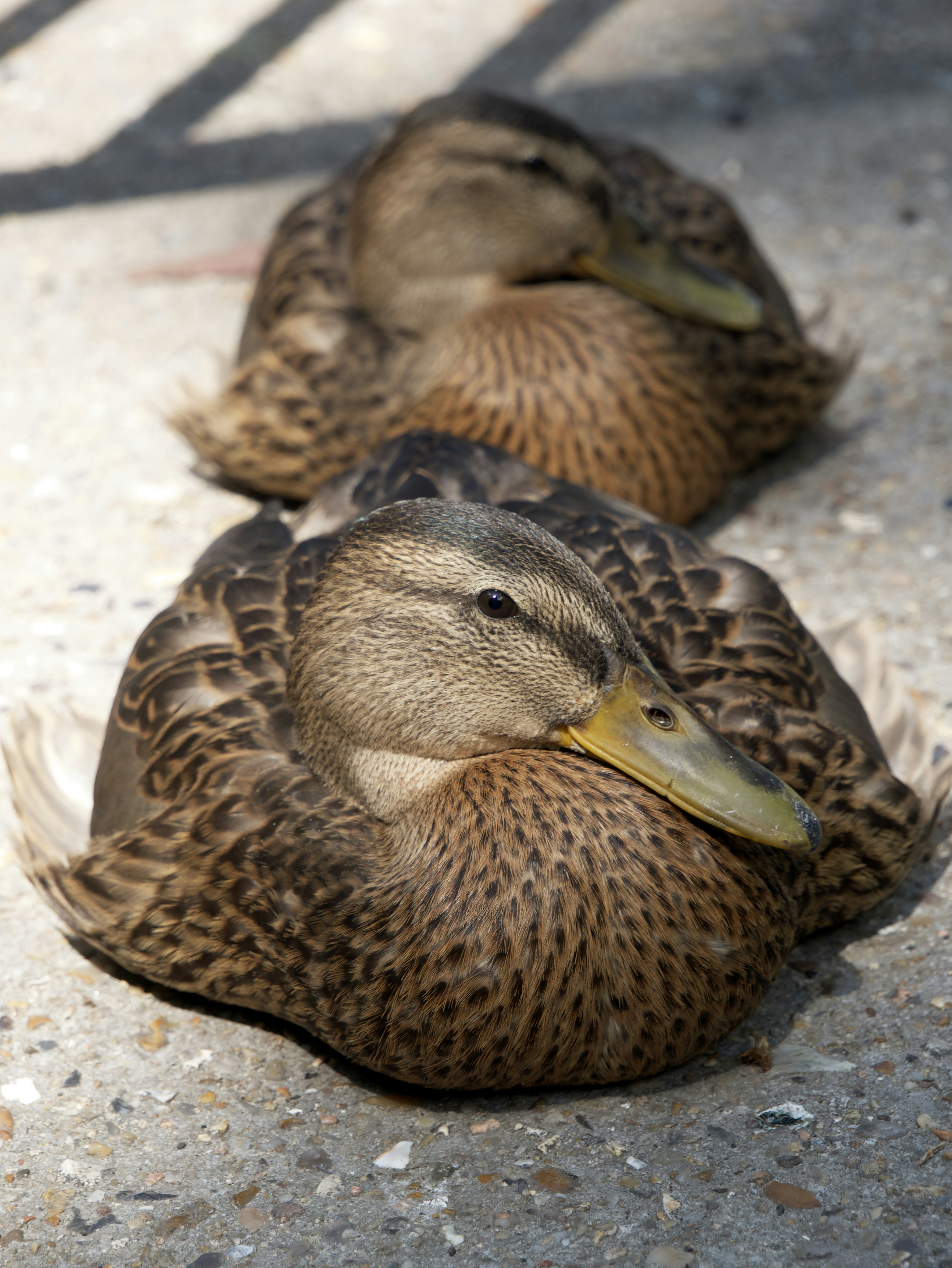 A group of ducks lying on the ground photo – Free Waterfowl Image on ...