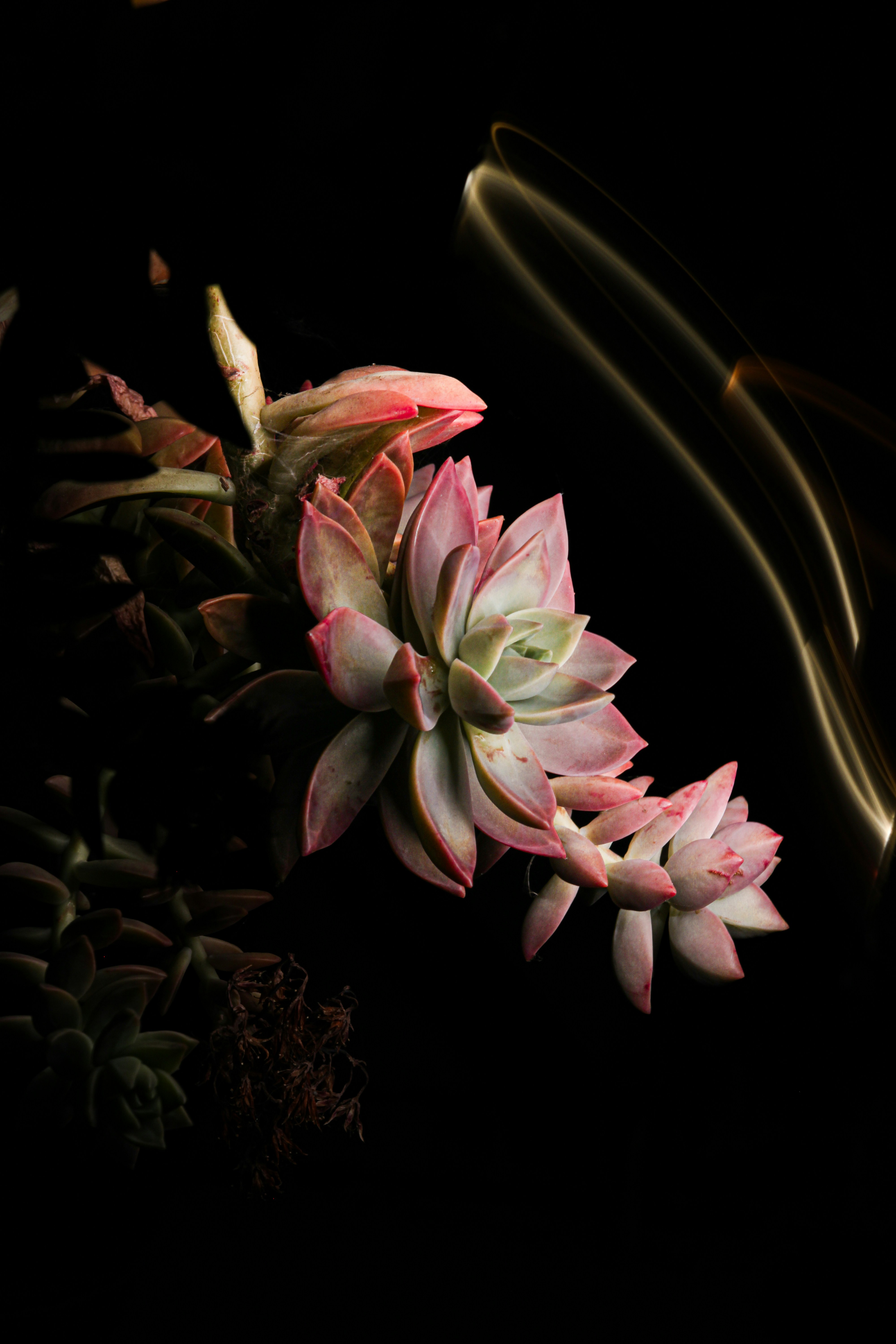 Rosettes in Nightfall: Pink-tinged Succulent Amid Light Trails