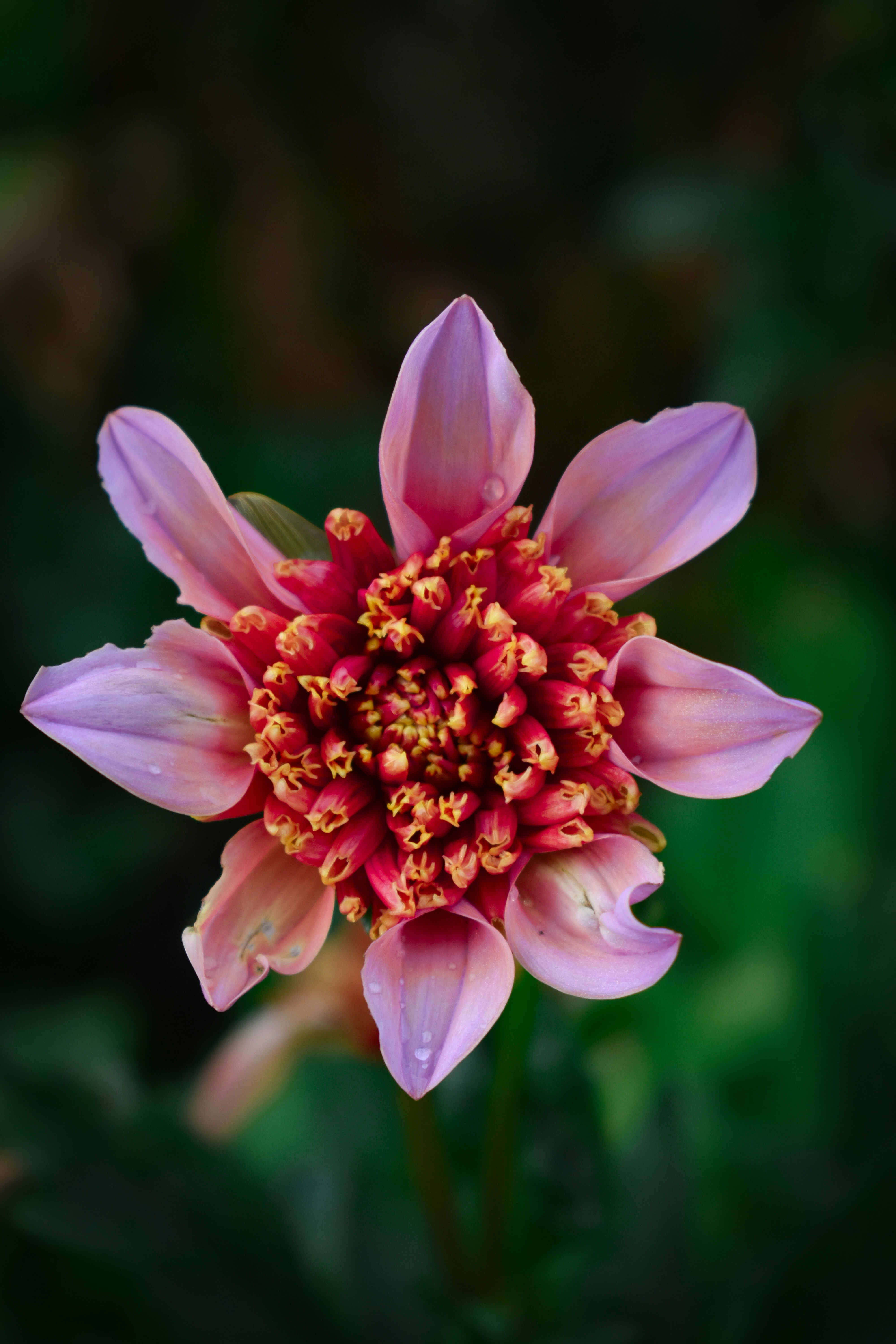 Foto Un primer plano de una flor – Imagen Antera gratis en Unsplash