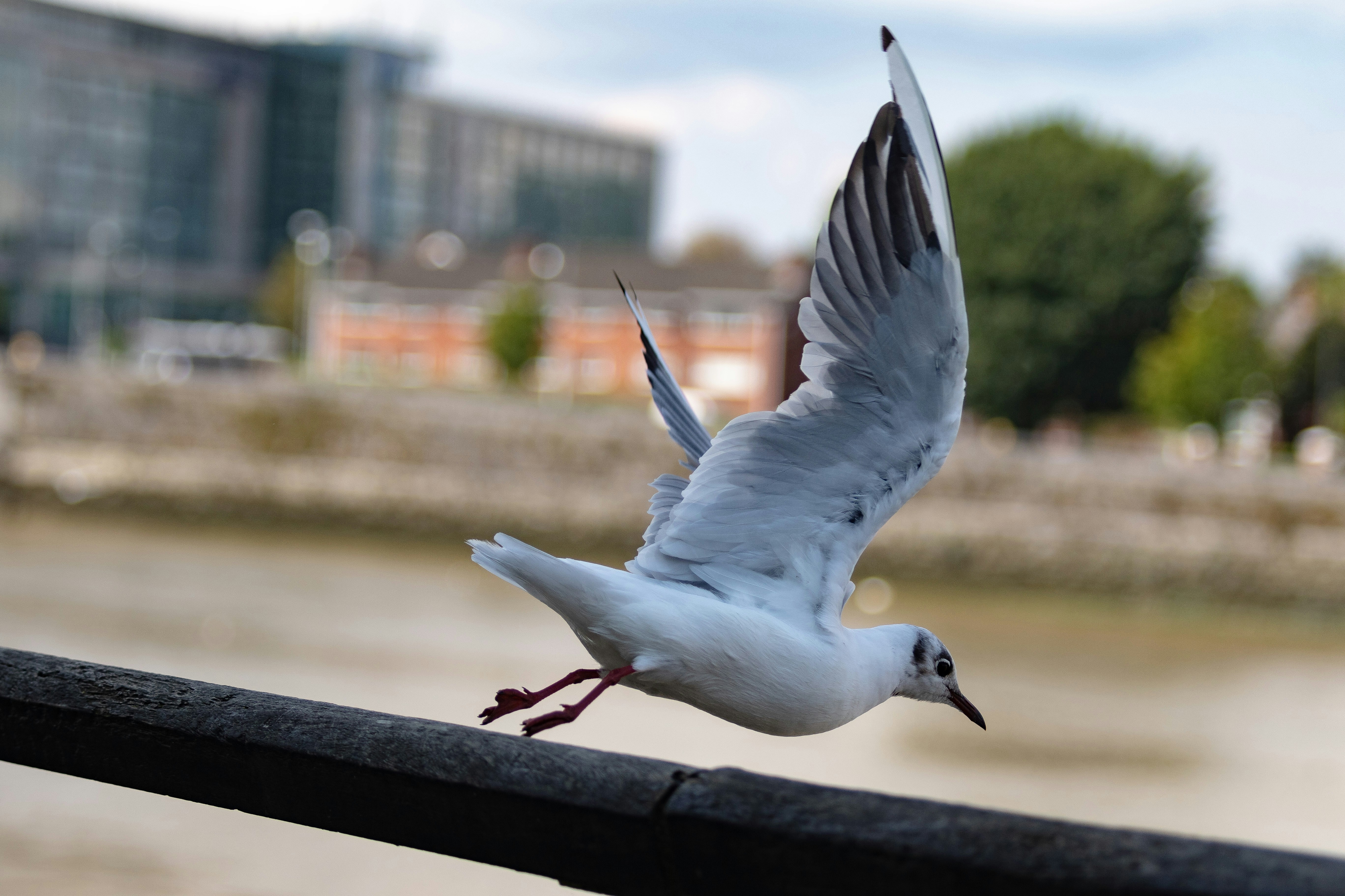 Seagull in mid-flight over a city bridge railing with blurred buildings in the background.