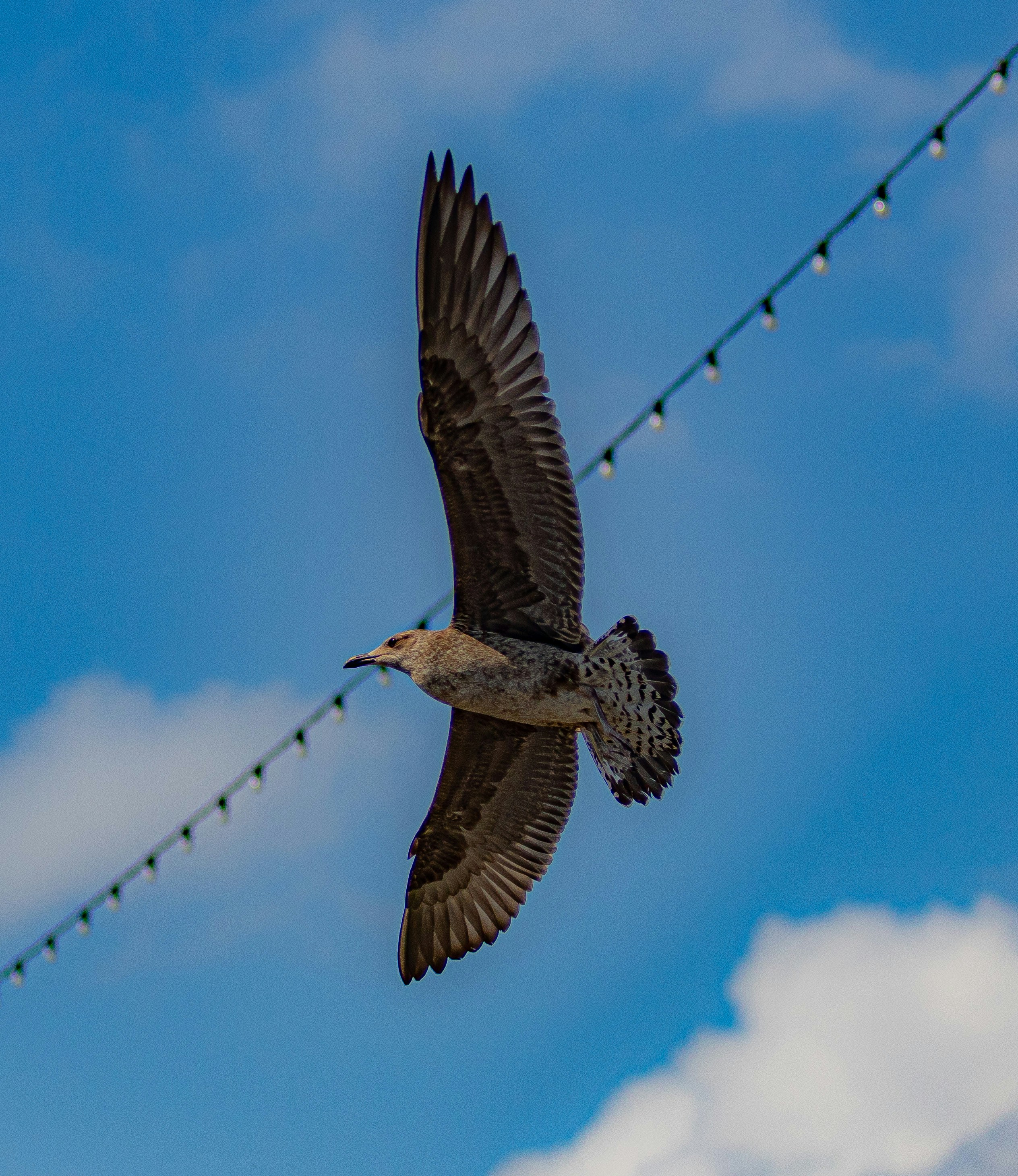 Wingbeat over the string-lit sky: a speckled shorebird in flight
