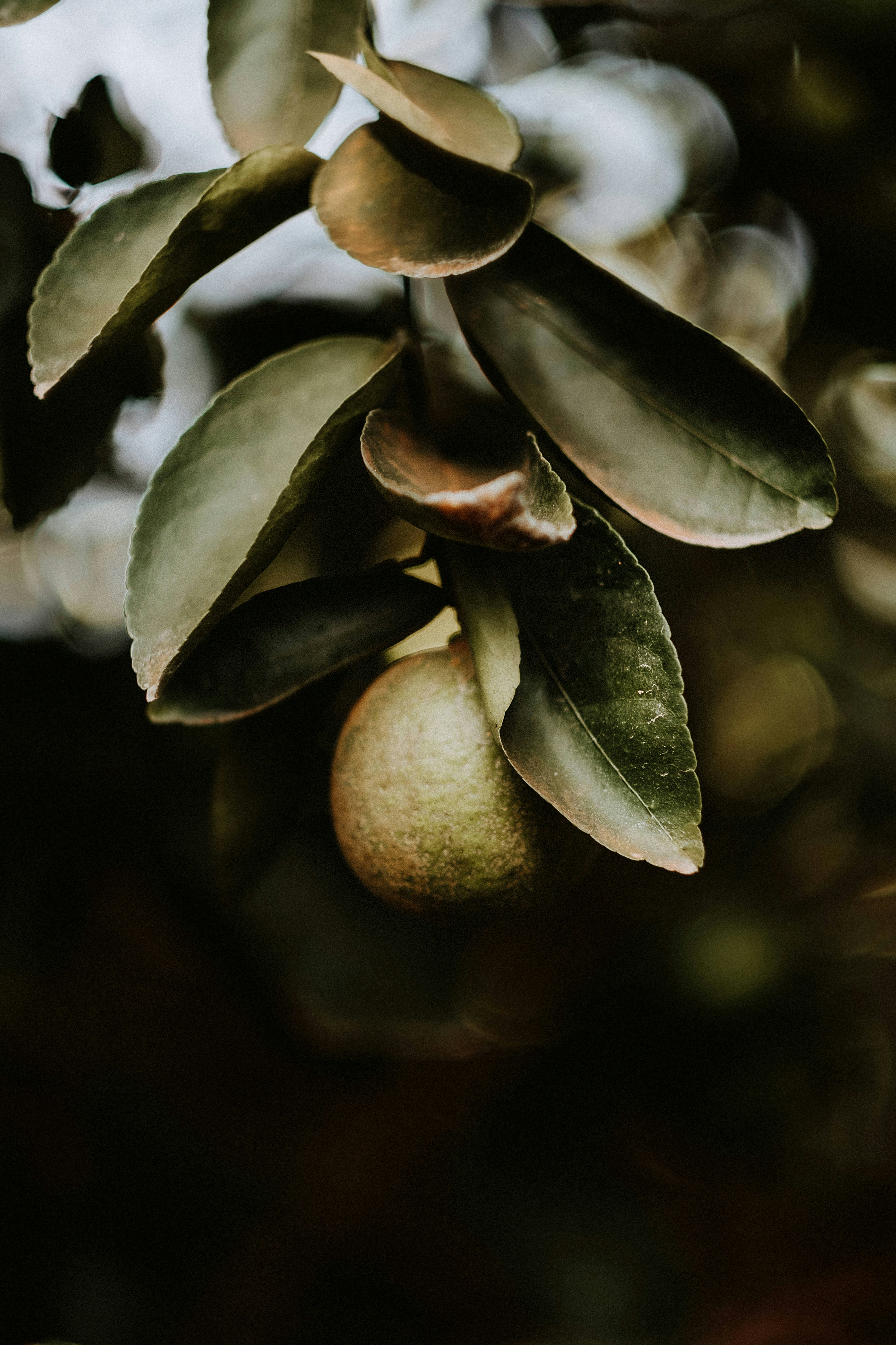 Lime Tree Pictures | Download Free Images on Unsplash