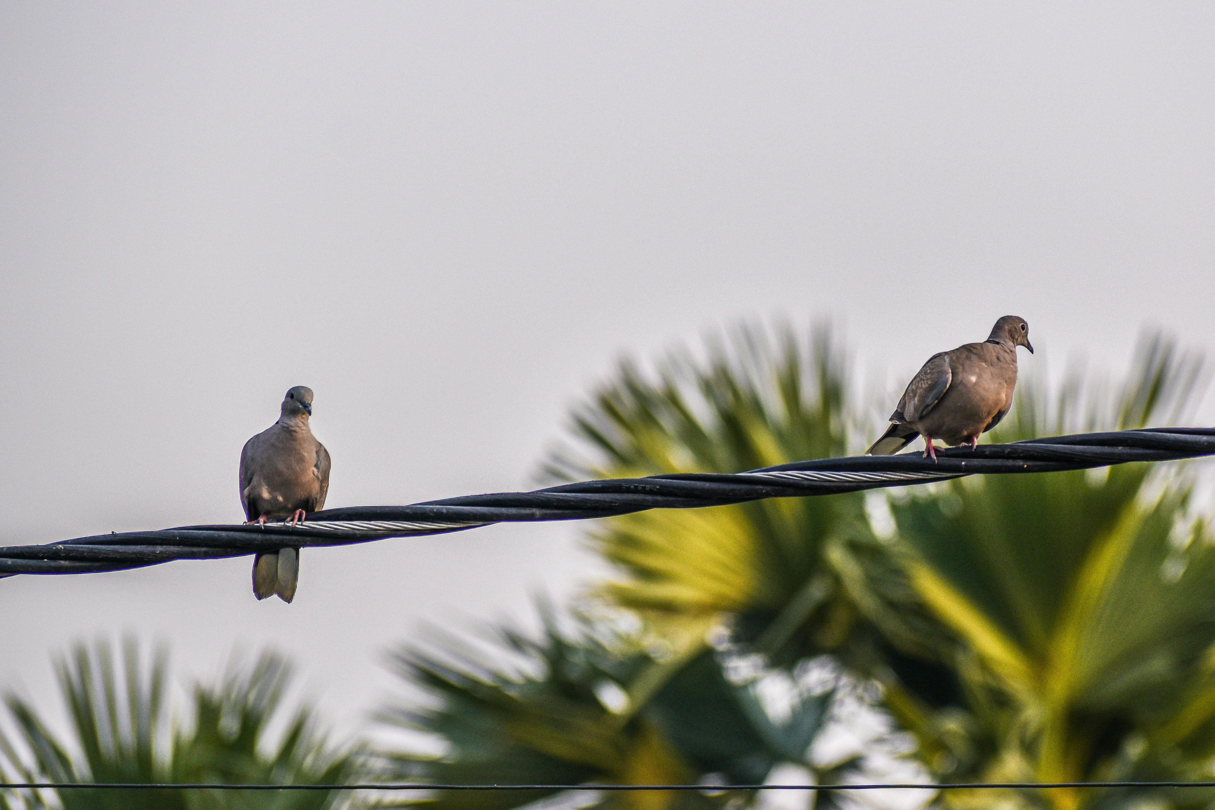 Wirebound Dwellers: Quiet Duo on a Sunlit Power Line