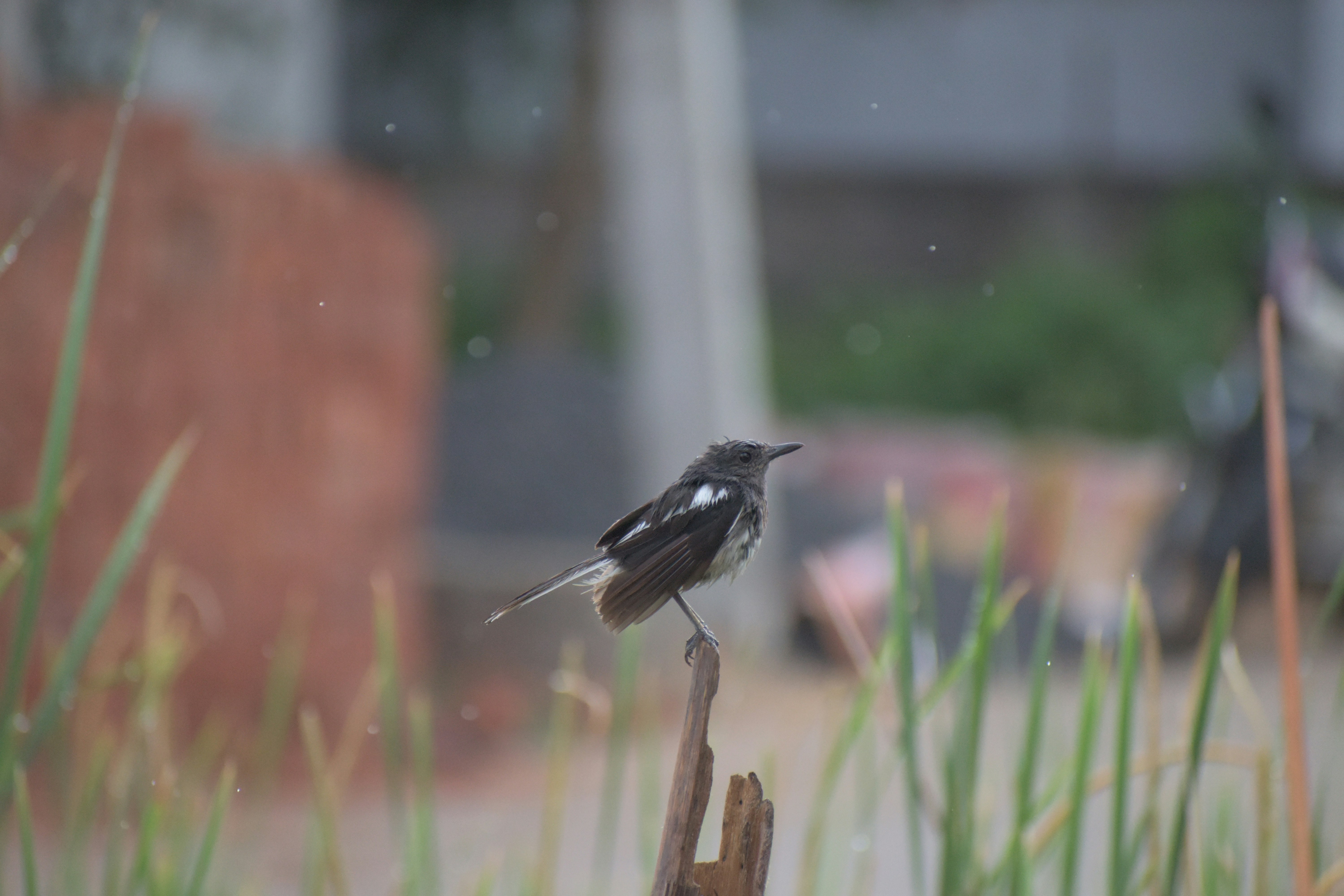 Garden Sentinel: a lone bird on a weathered twig amid rain-kissed grasses