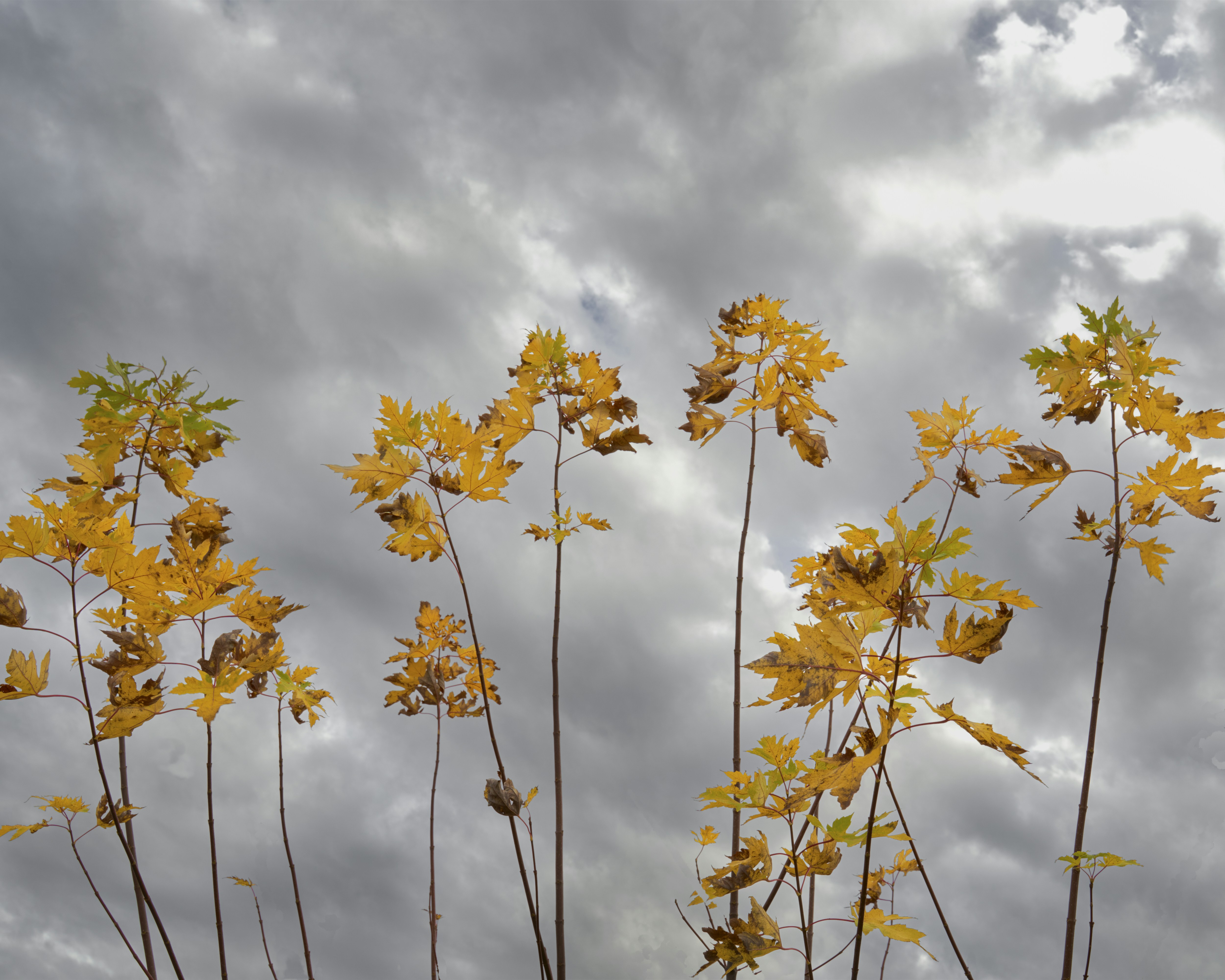 Gold-Tipped Reeds Against a Turbulent Sky