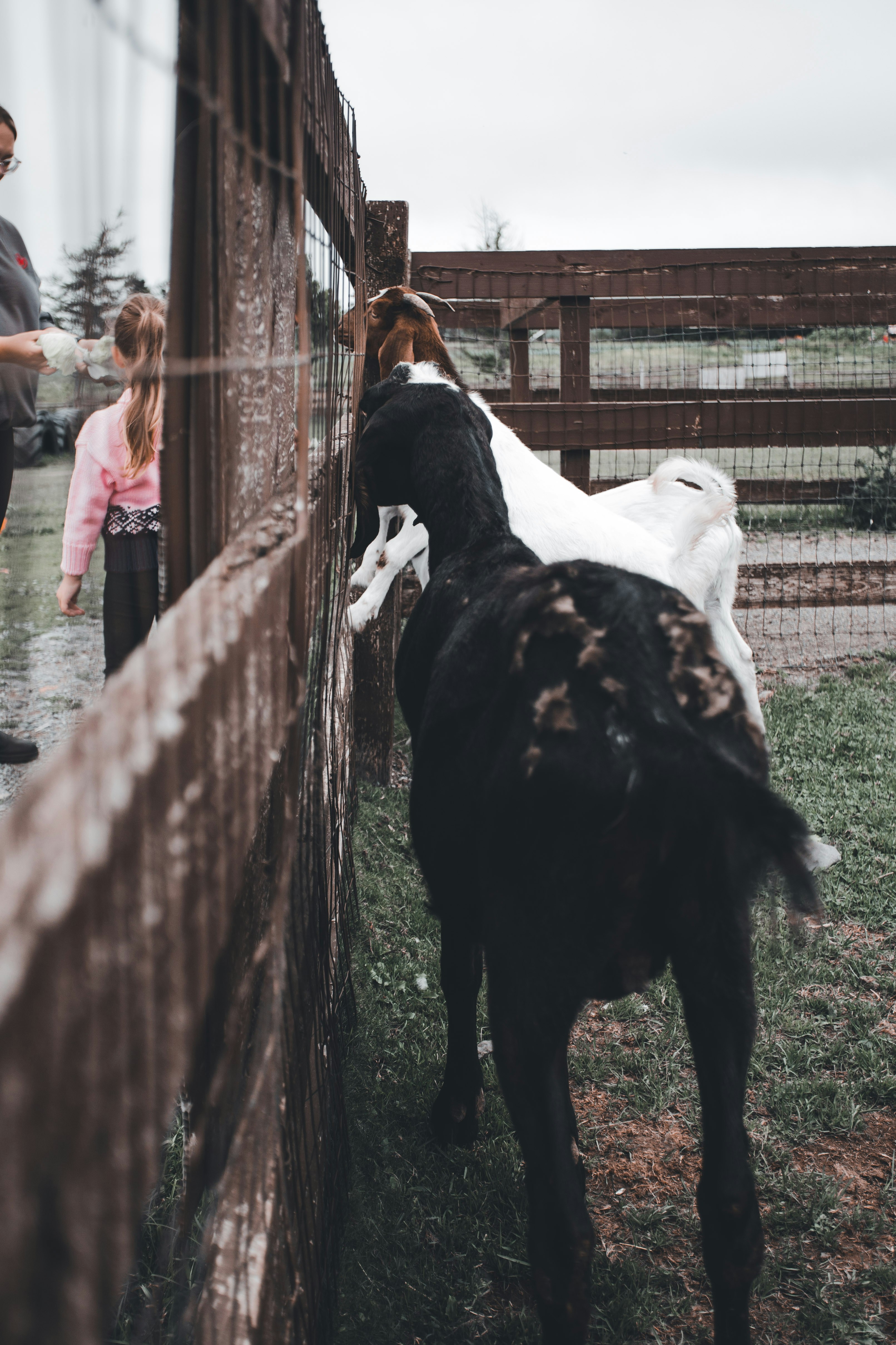 Fence-Side Greet: Black and White Horses at the Farm Gate