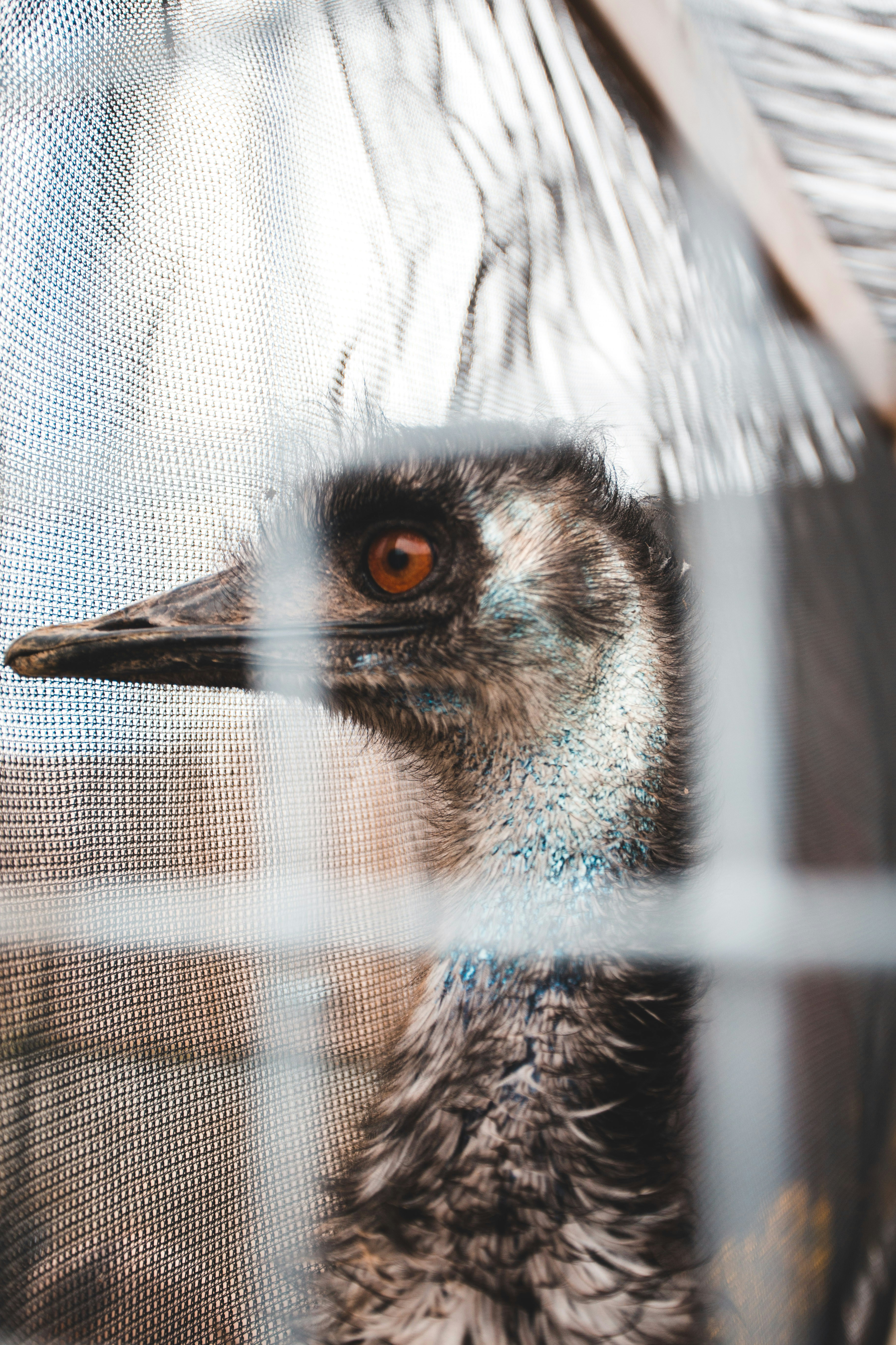 Eye on the Mesh: Close-Up of a Emu Head Peering Through Netting