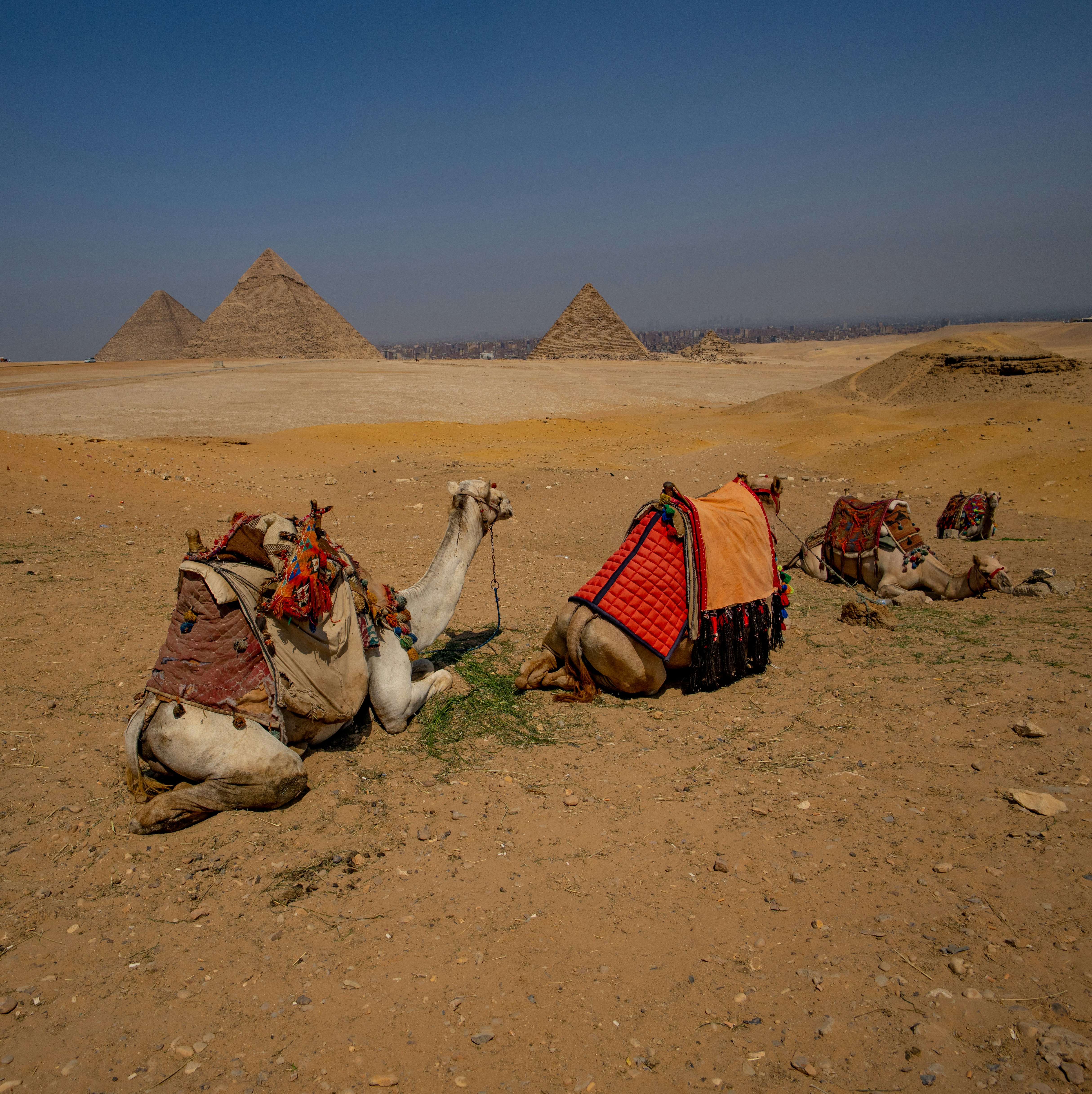 Giza's Quiet Caravan: Camels Rest as Pyramids Rise