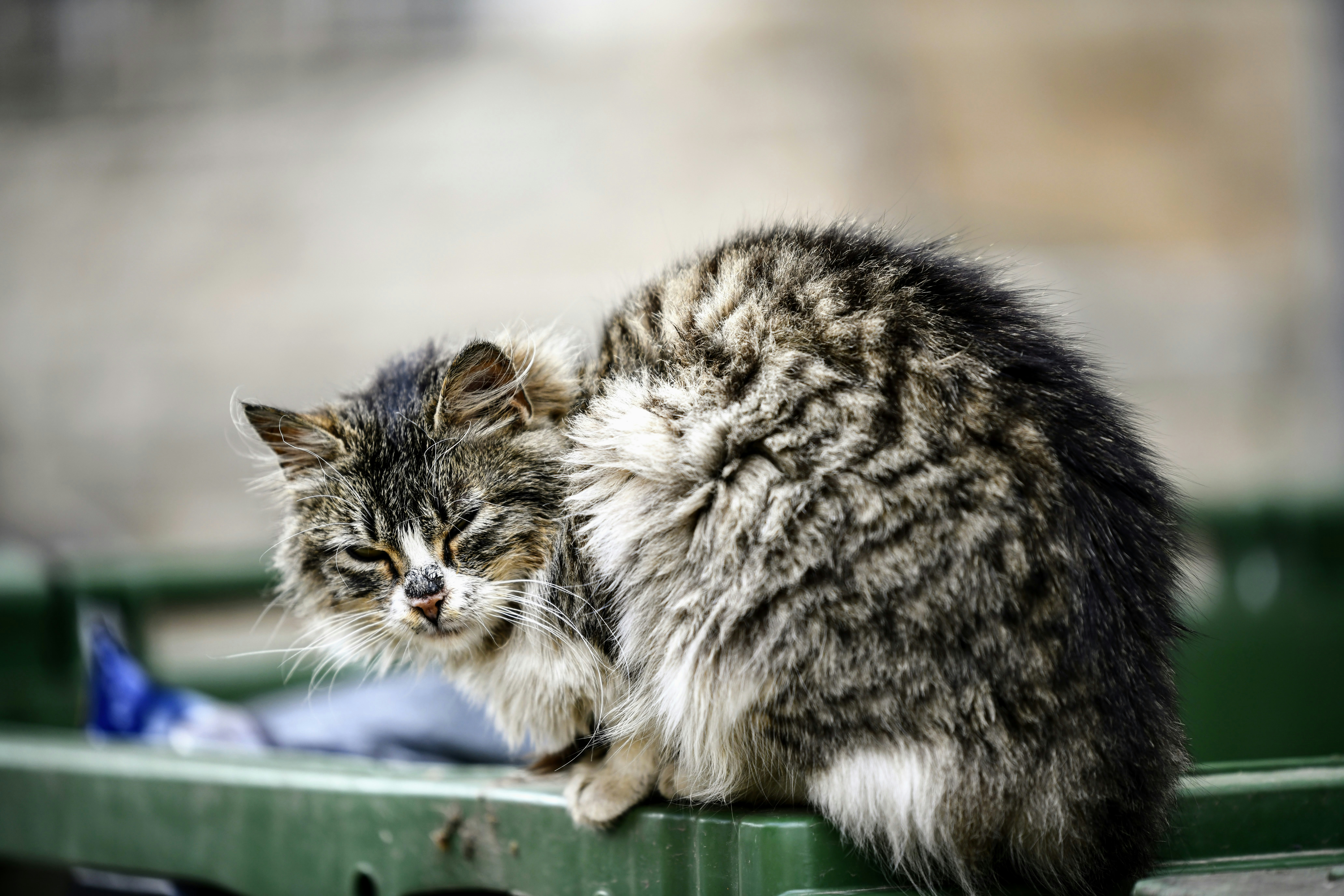 I was out walking around the city and came across this sweet street cat.