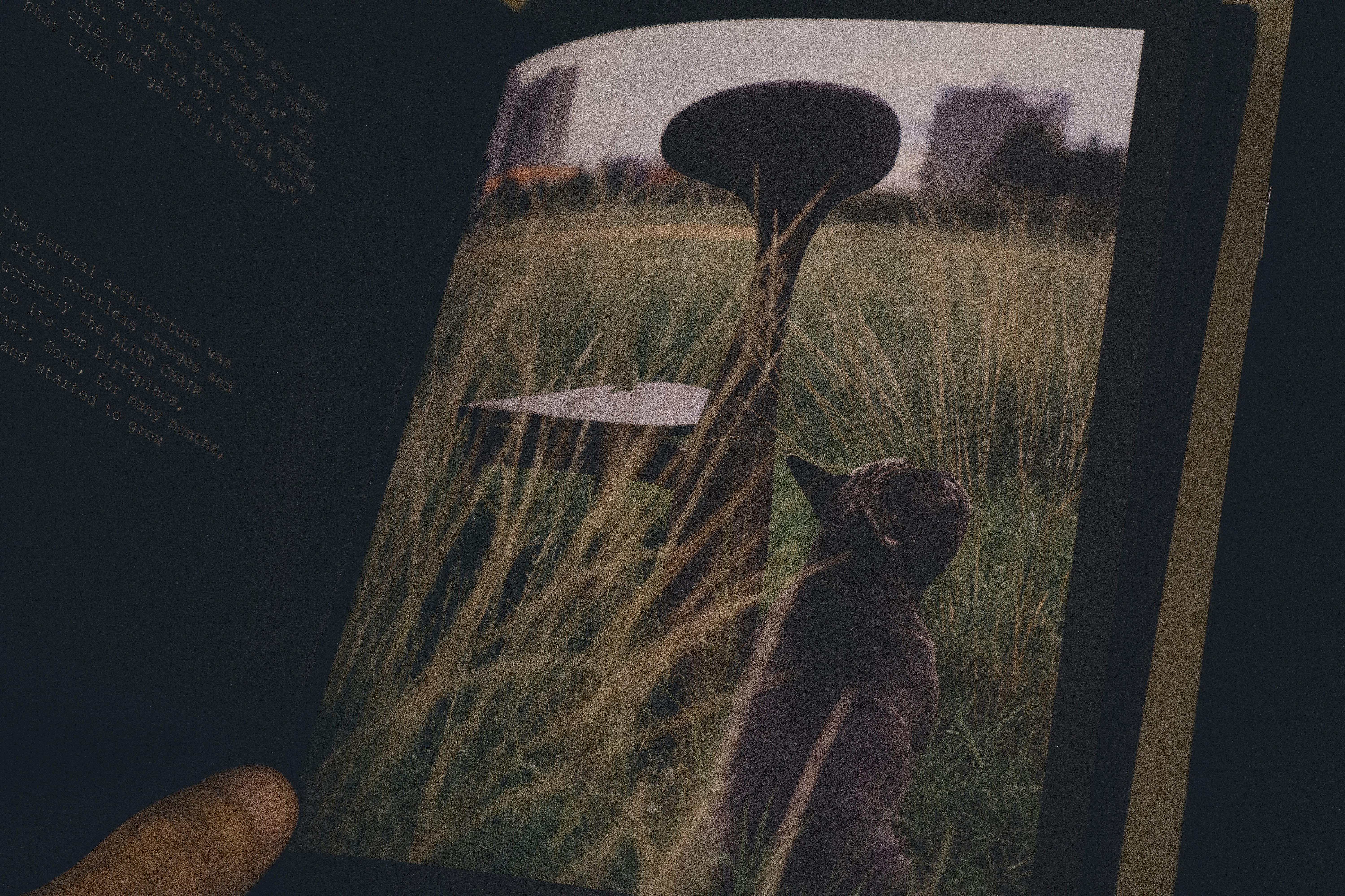 Cat in Focus: A Field Scene Tucked Inside a Photo Album