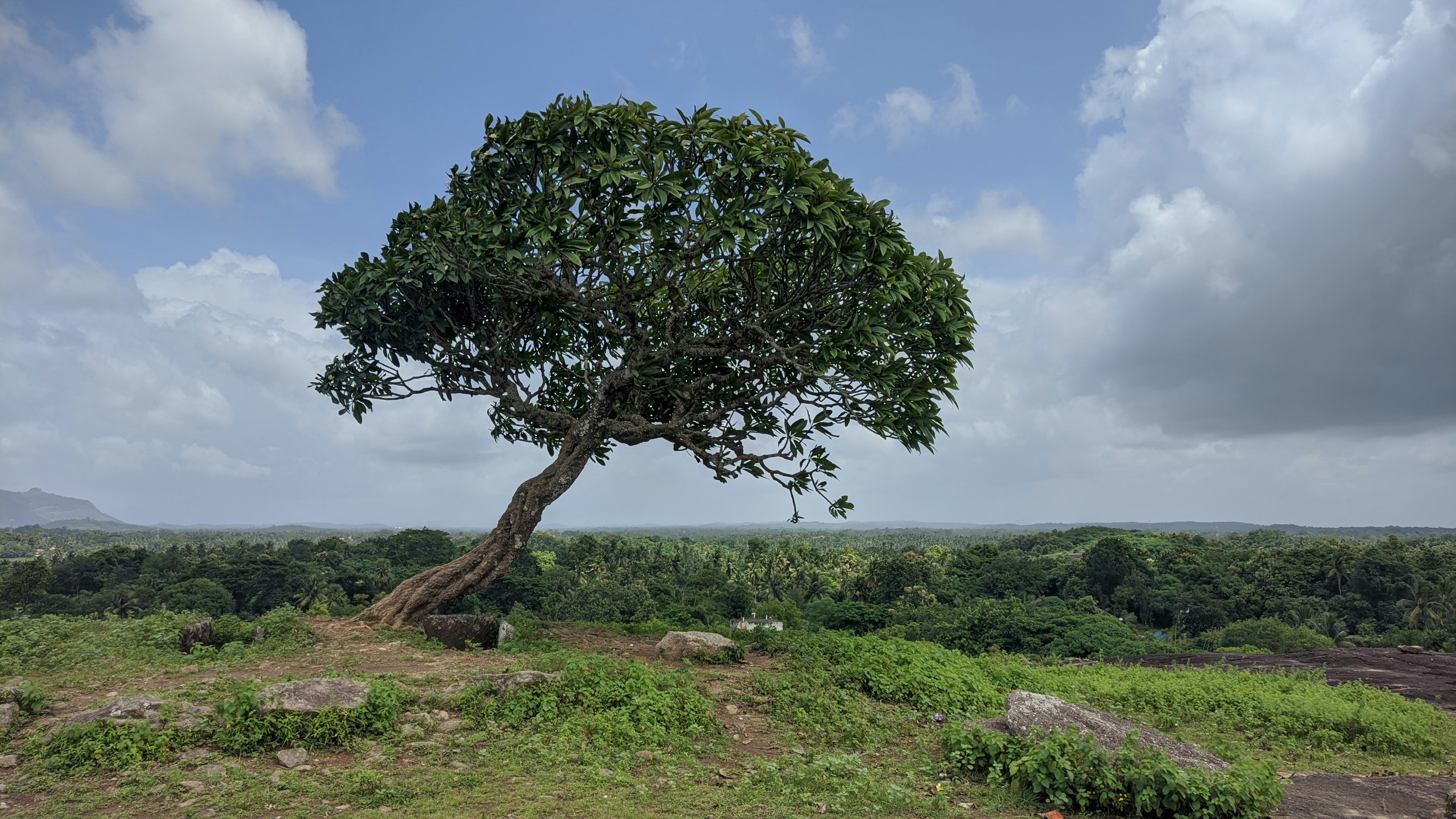 Foto Un árbol en un campo – Imagen Templo Vamala Pallavur Sree Muruka ...