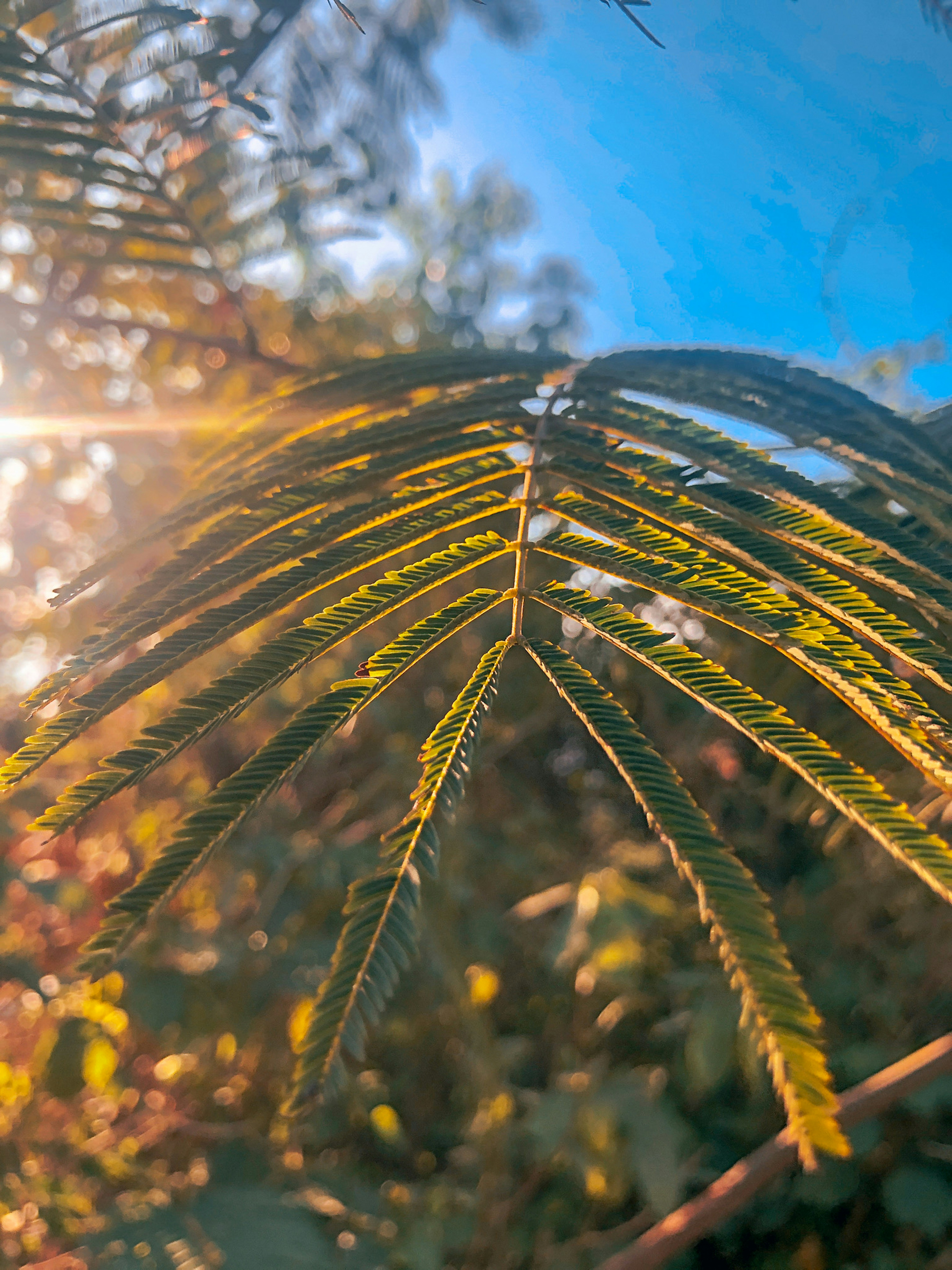 Sunlit Fern Frond: a Golden Moment on Delicate Pinnae