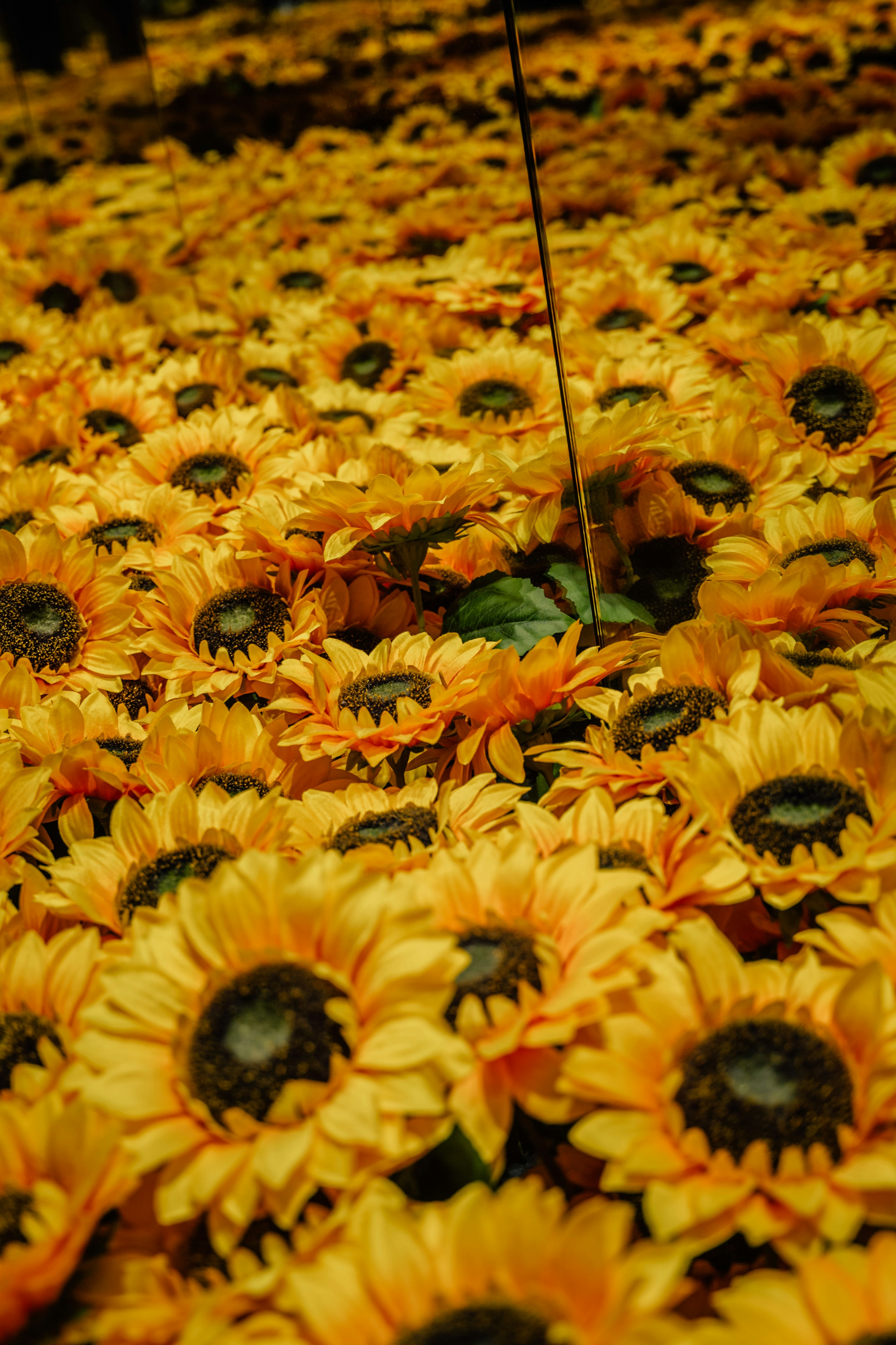 Amber Sea of Sunflowers Interrupted by a Lone Stem