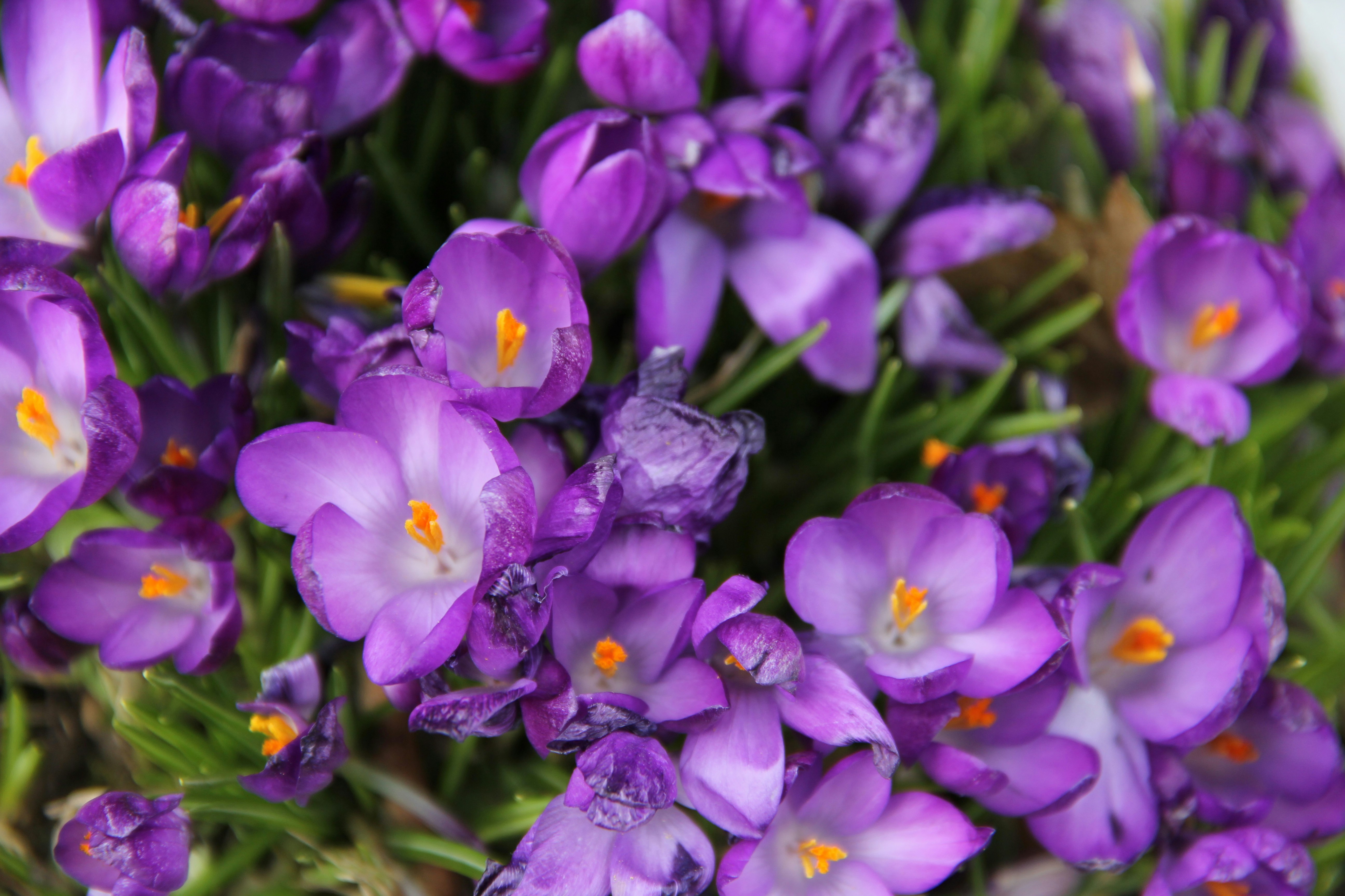 750+ Purple Pictures [HD] | Download Free Images on Unsplash