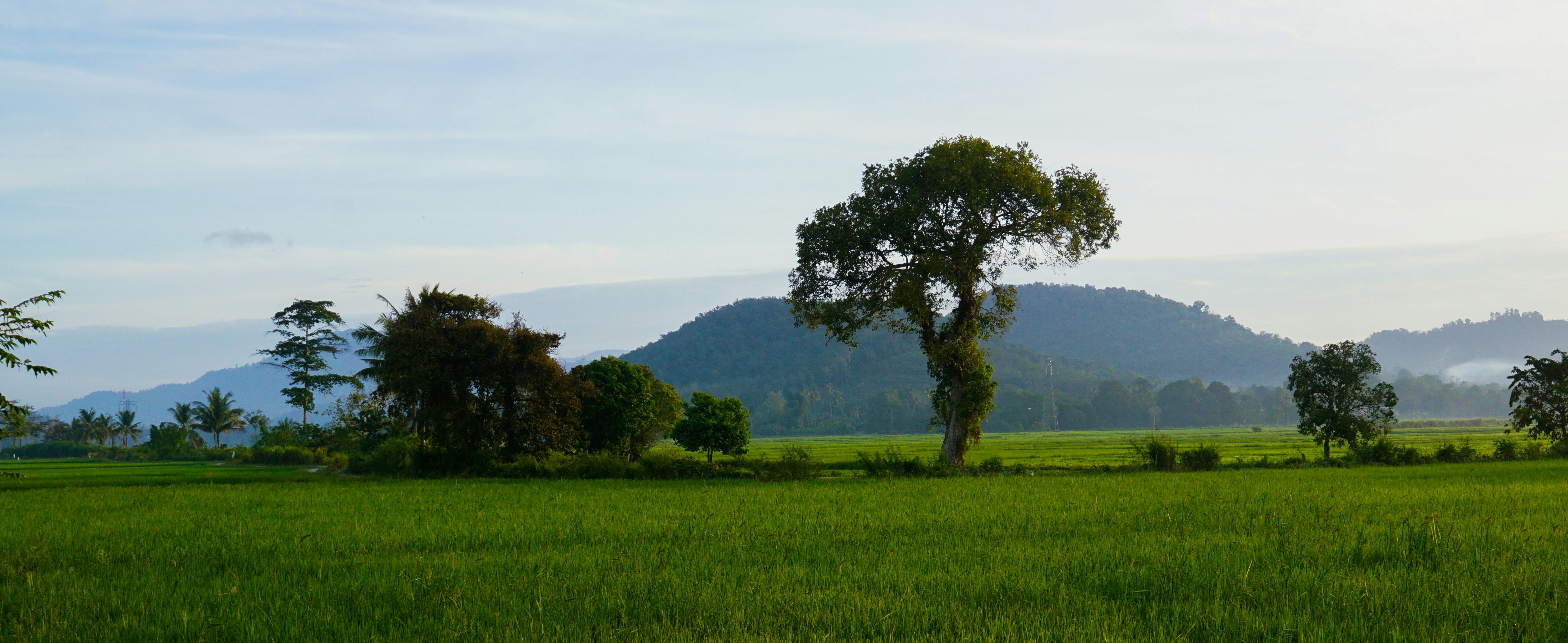 Un grand champ vert arboré photo – Photo Champ Gratuite sur Unsplash