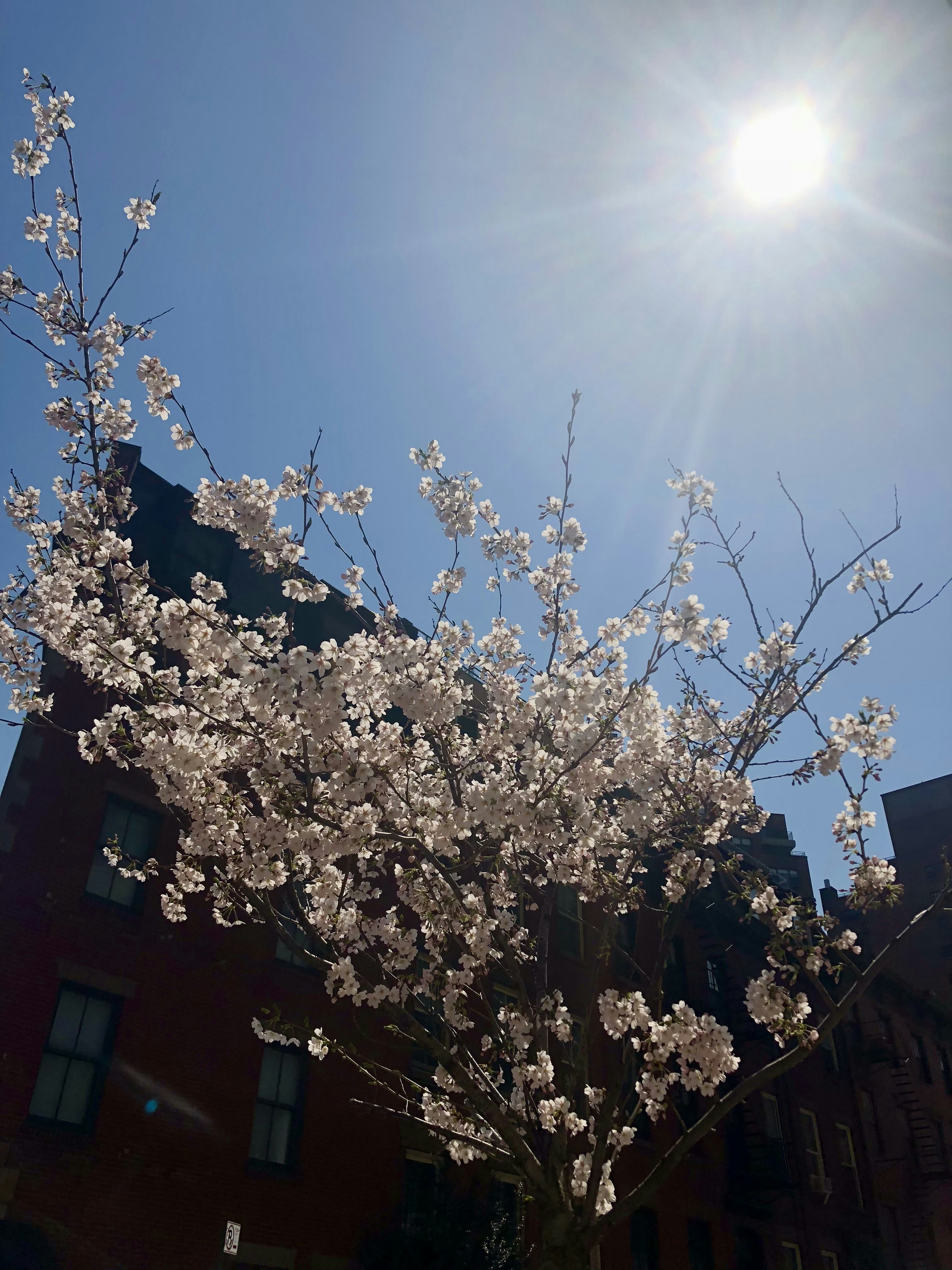 Sunlit Cherry Blossoms Framing a Brick City Vista