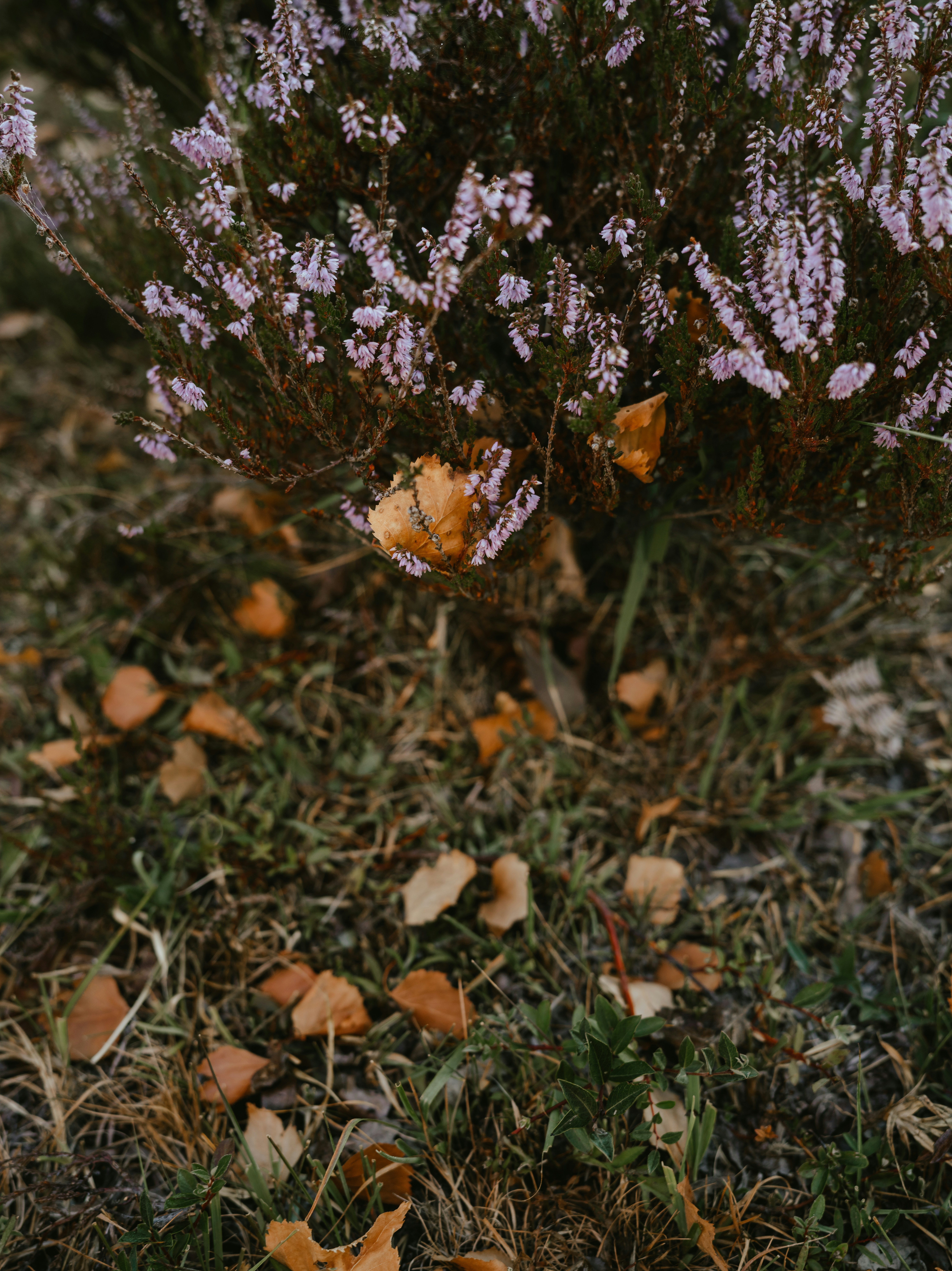 Heather's Quiet Bloom: Pink Sprigs Amid Autumn Groundcover