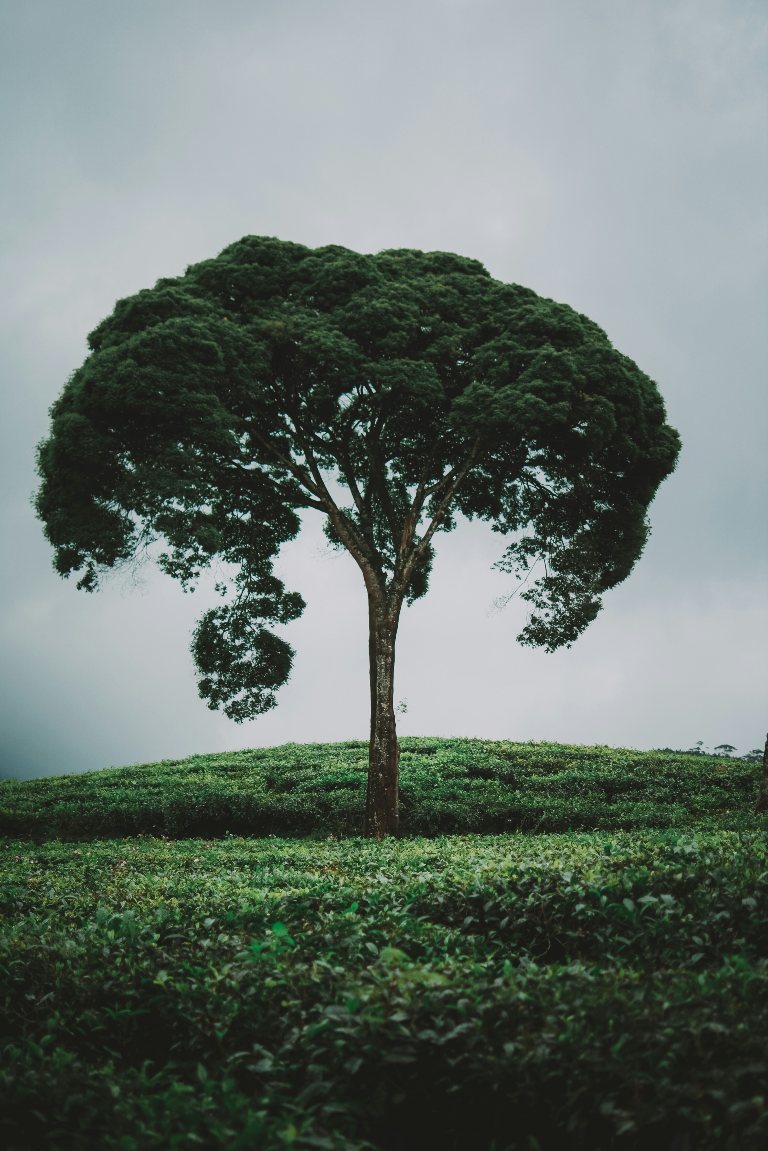 a tree in a field