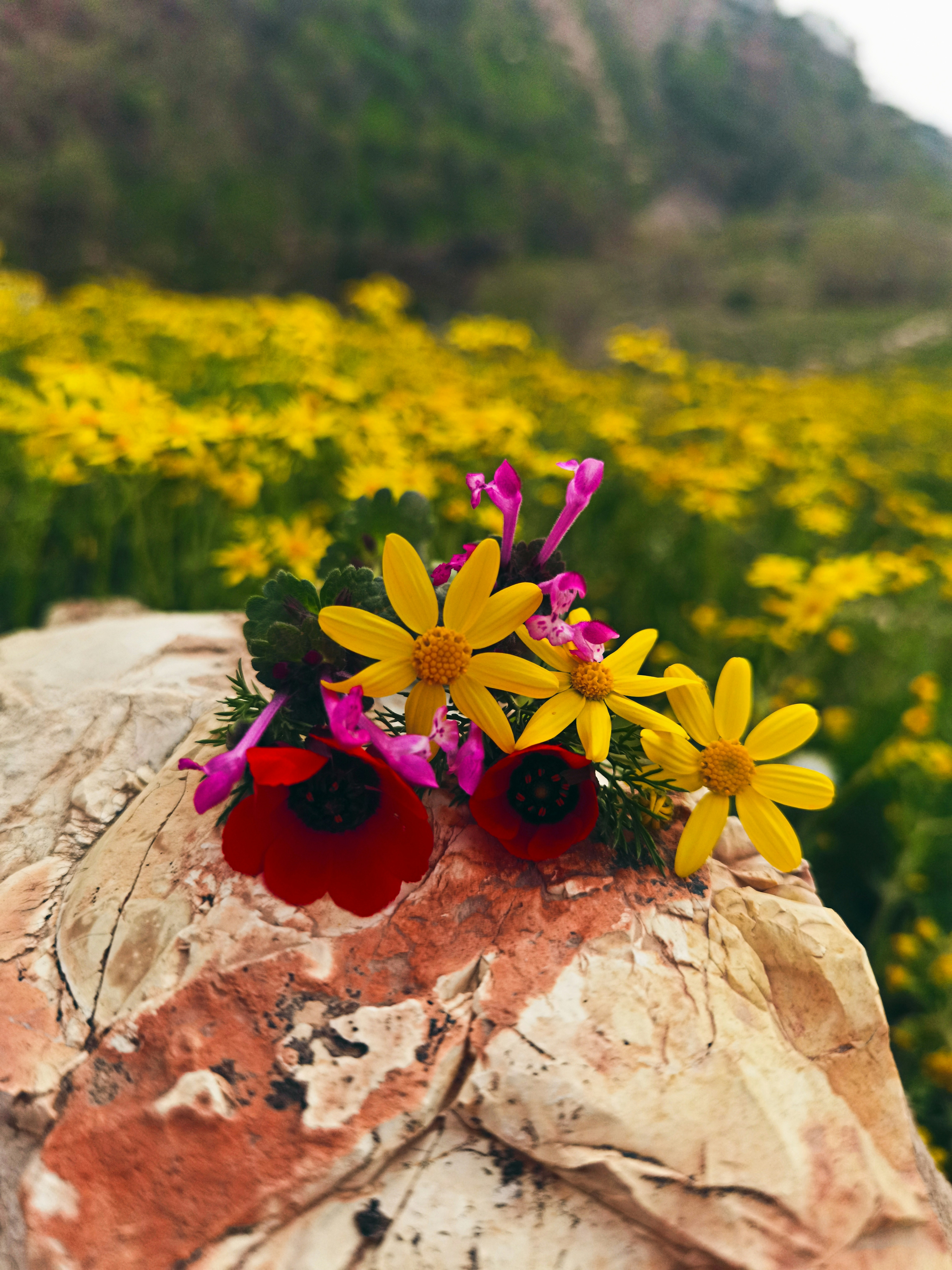 Bouquet on a Weathered Stone: Sunlit Daisies Among a Field of Yellow Wildflowers