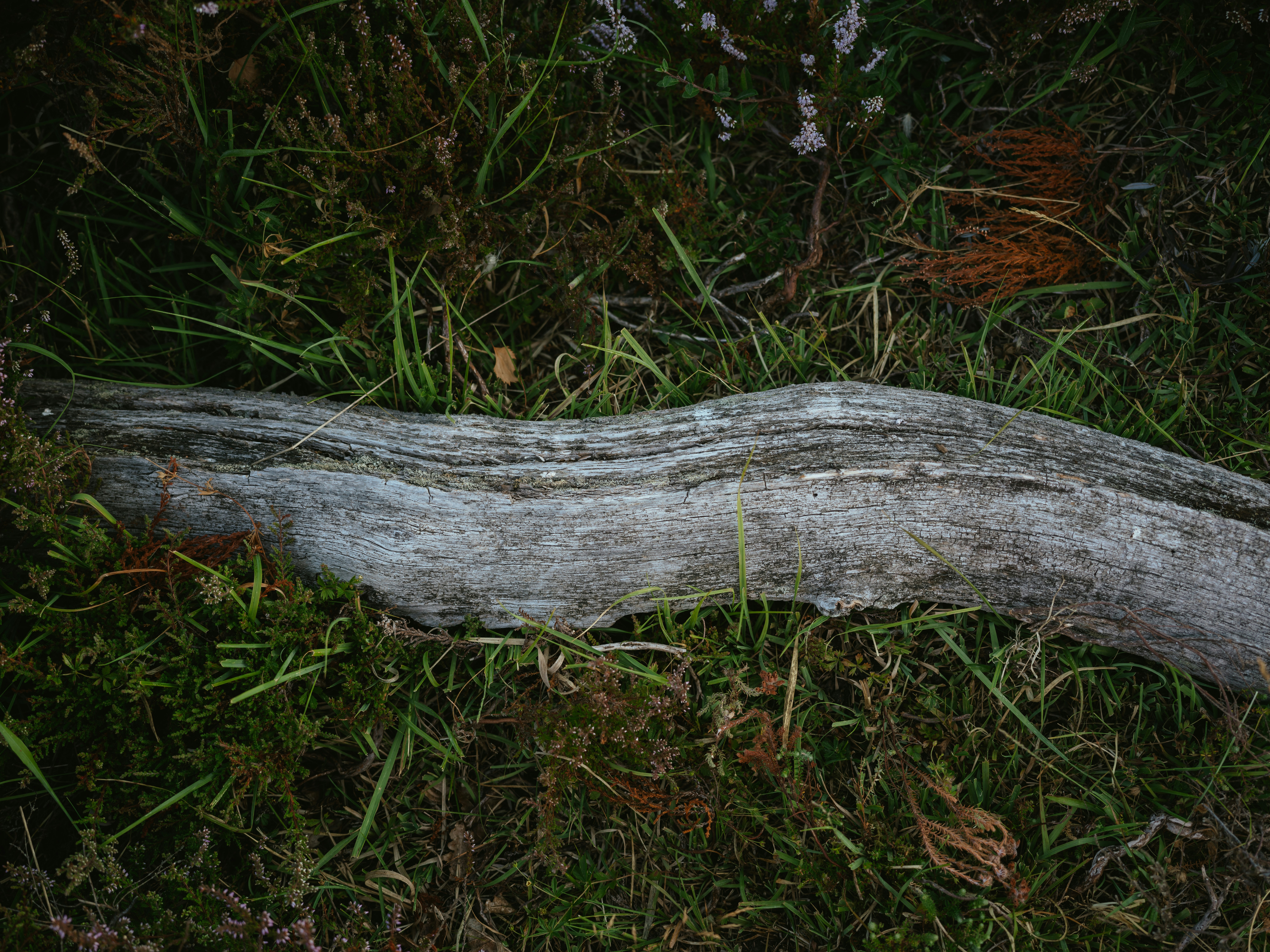 A weathered log rests on a bed of lush green grass and wildflowers, showcasing the textures of nature's artistry.