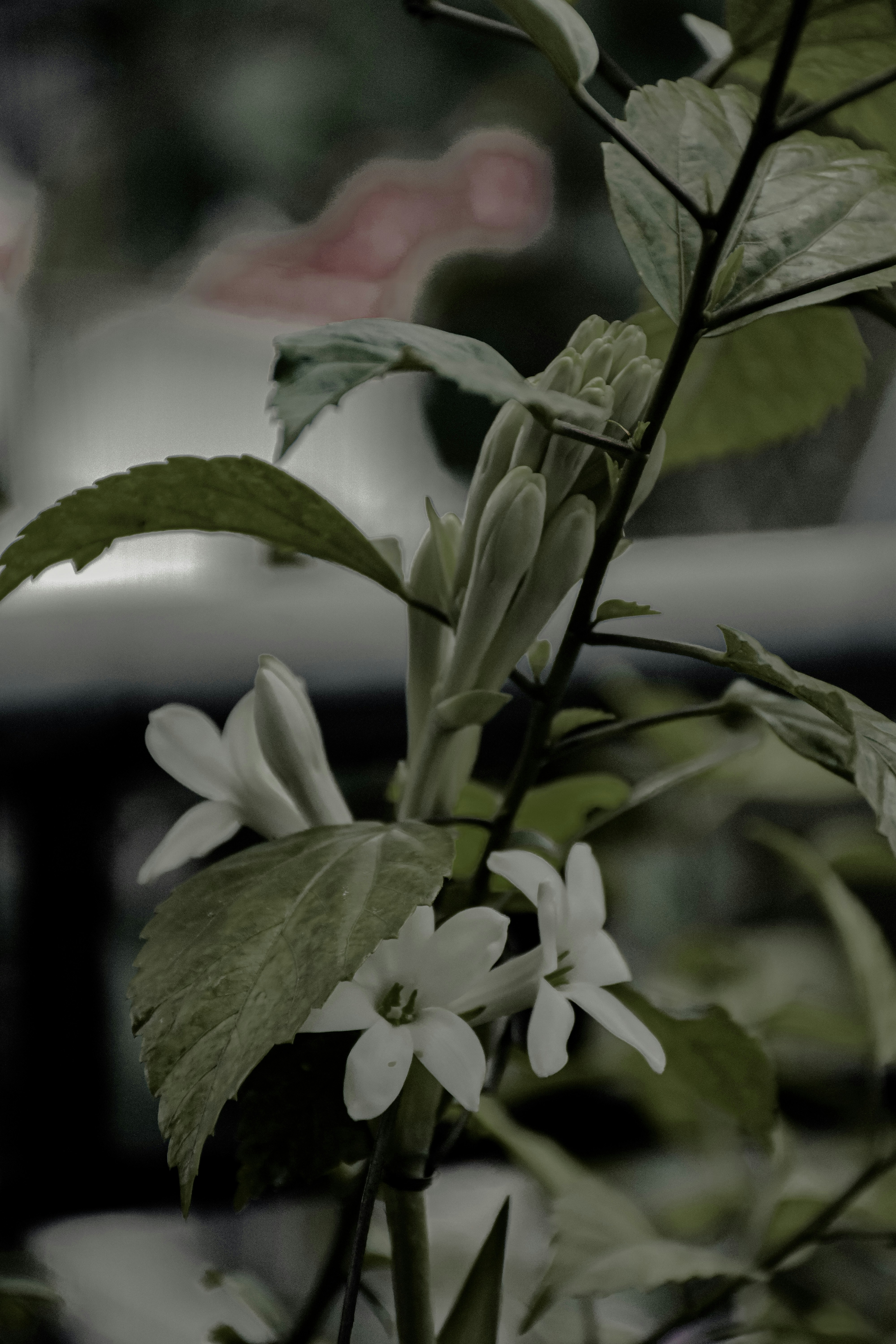 a close-up of some flowers