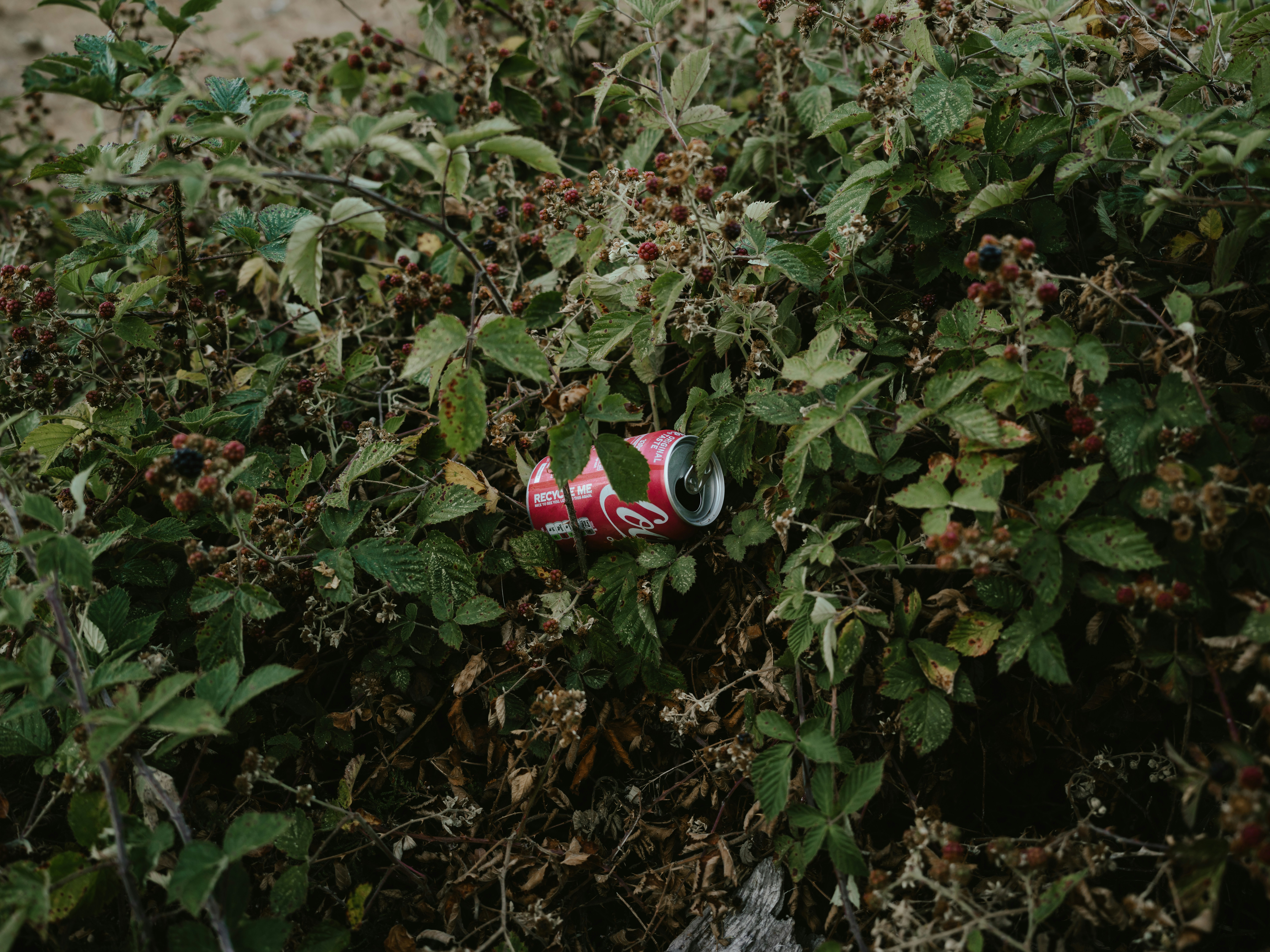 Crimson Can in a Hedge of Berries
