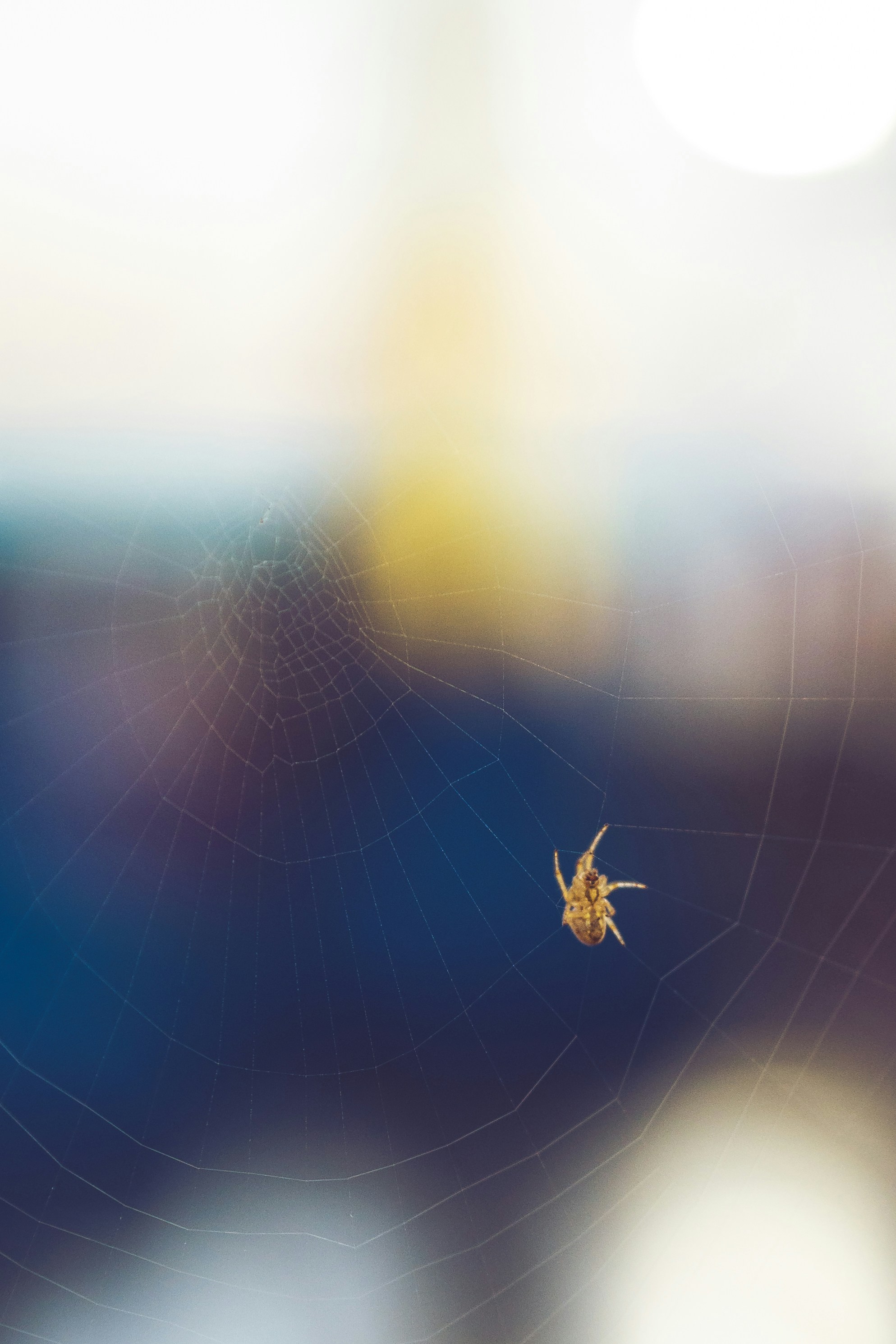 Sunlit Silk: A Tiny Orange Spider on an Orb Web