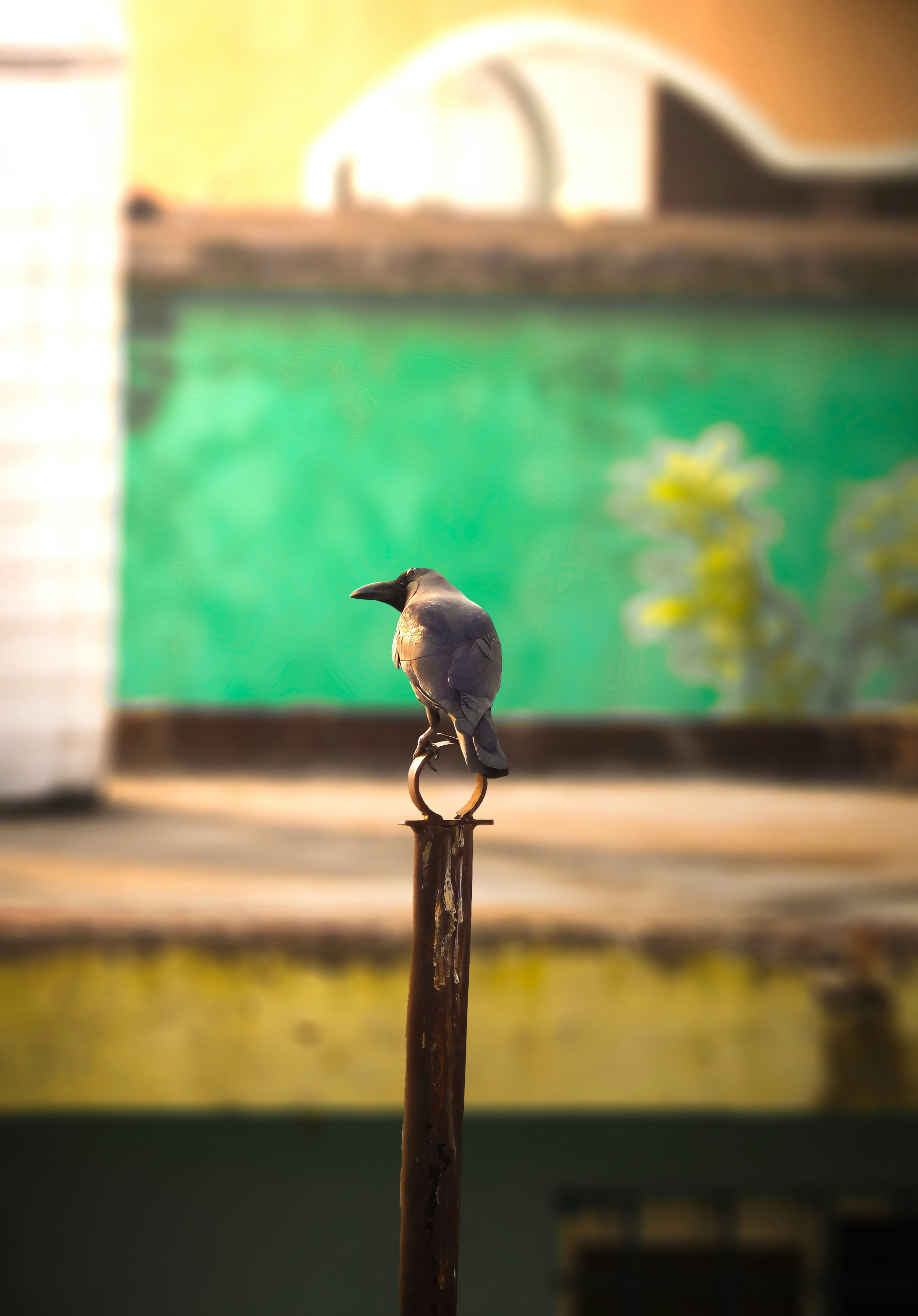 Un pájaro sentado en un palo foto – Imagen de Pájaro gratuita en Unsplash