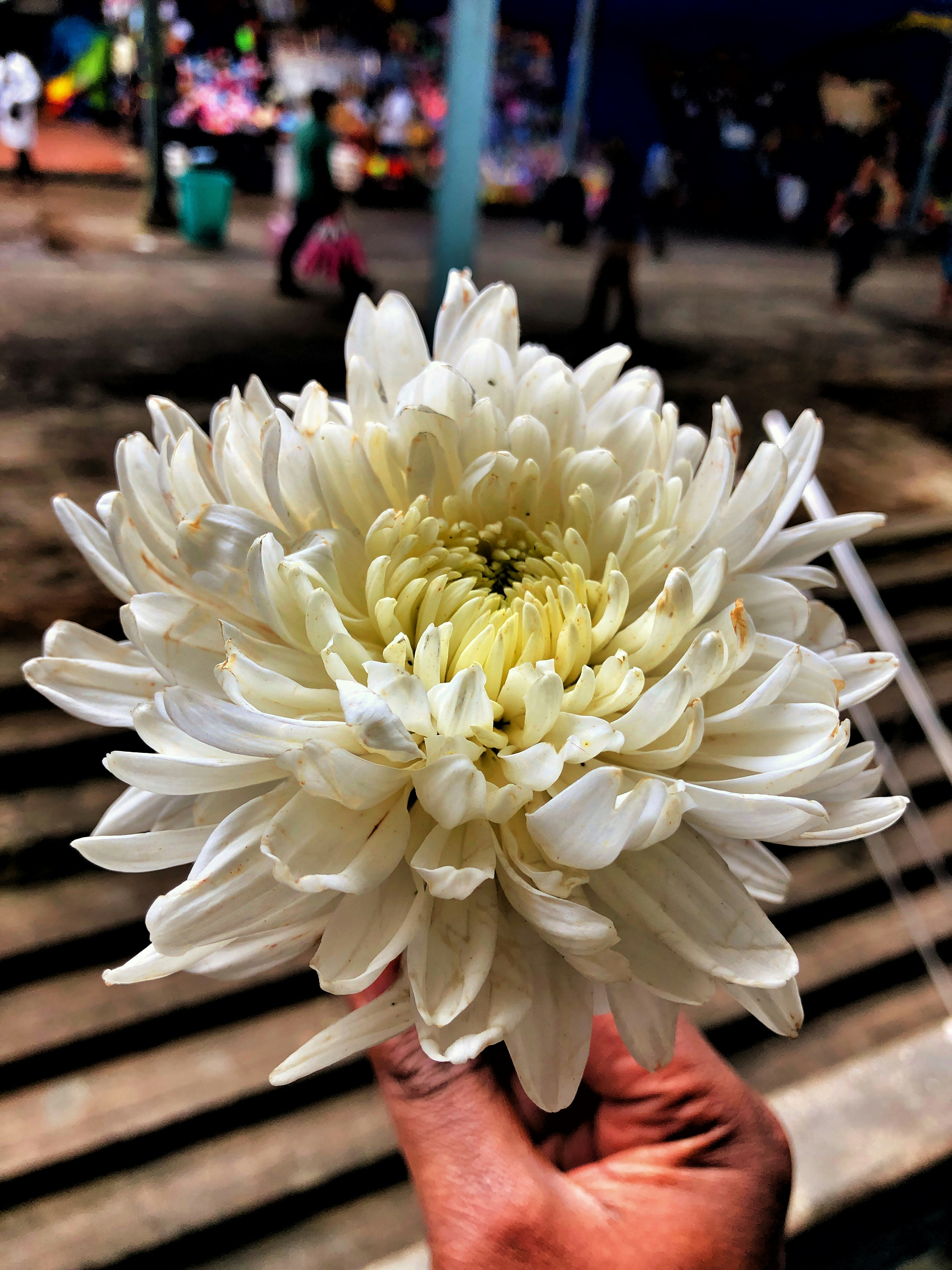Chrysanthemum in Focus: White Bloom Against a Busy Market Backdrop