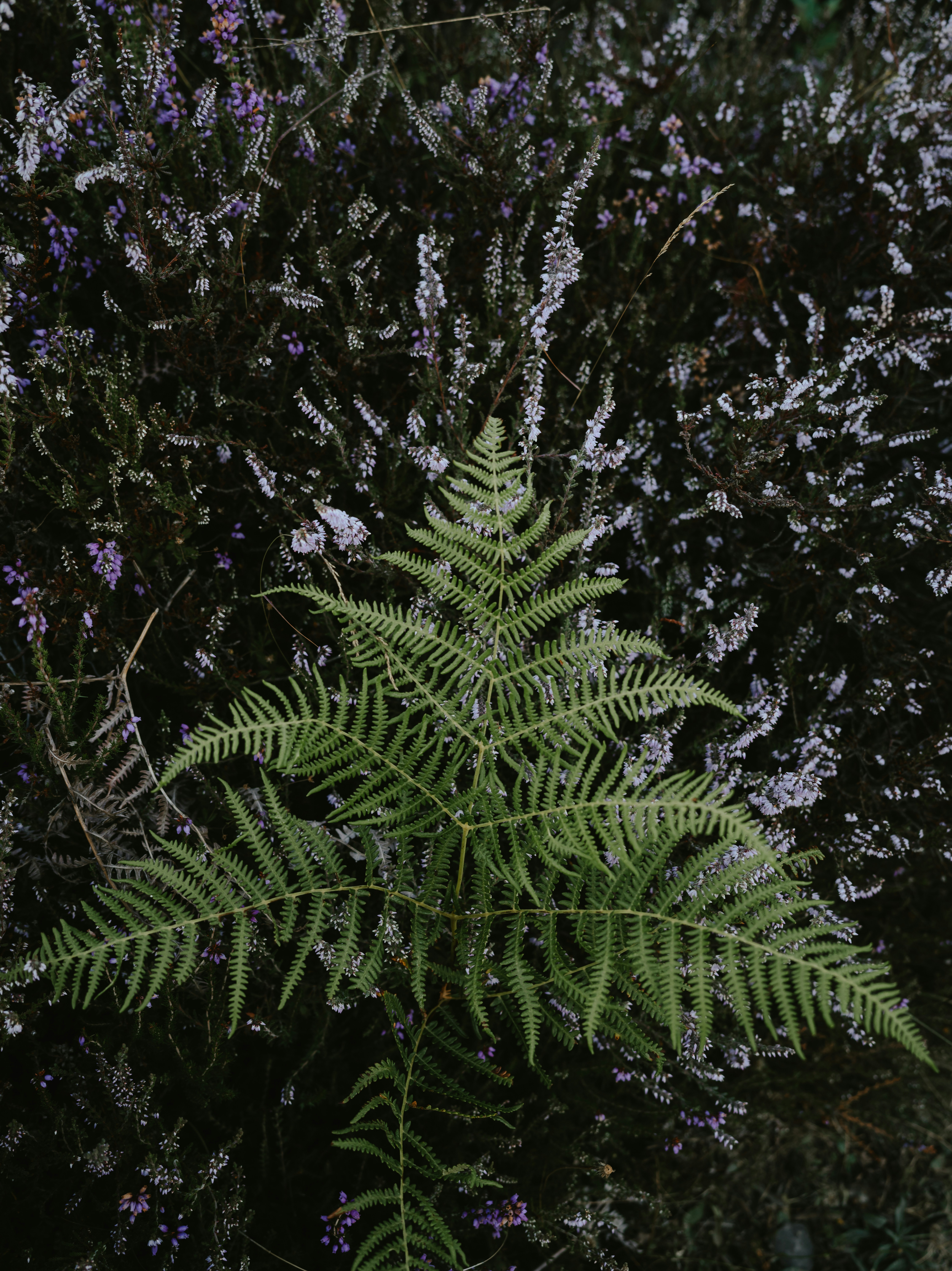 Photograph of a vibrant green fern frond emerging from a blur of purple heather. The shallow depth of field isolates the leaf texture while the floral backdrop remains softly out of focus.
