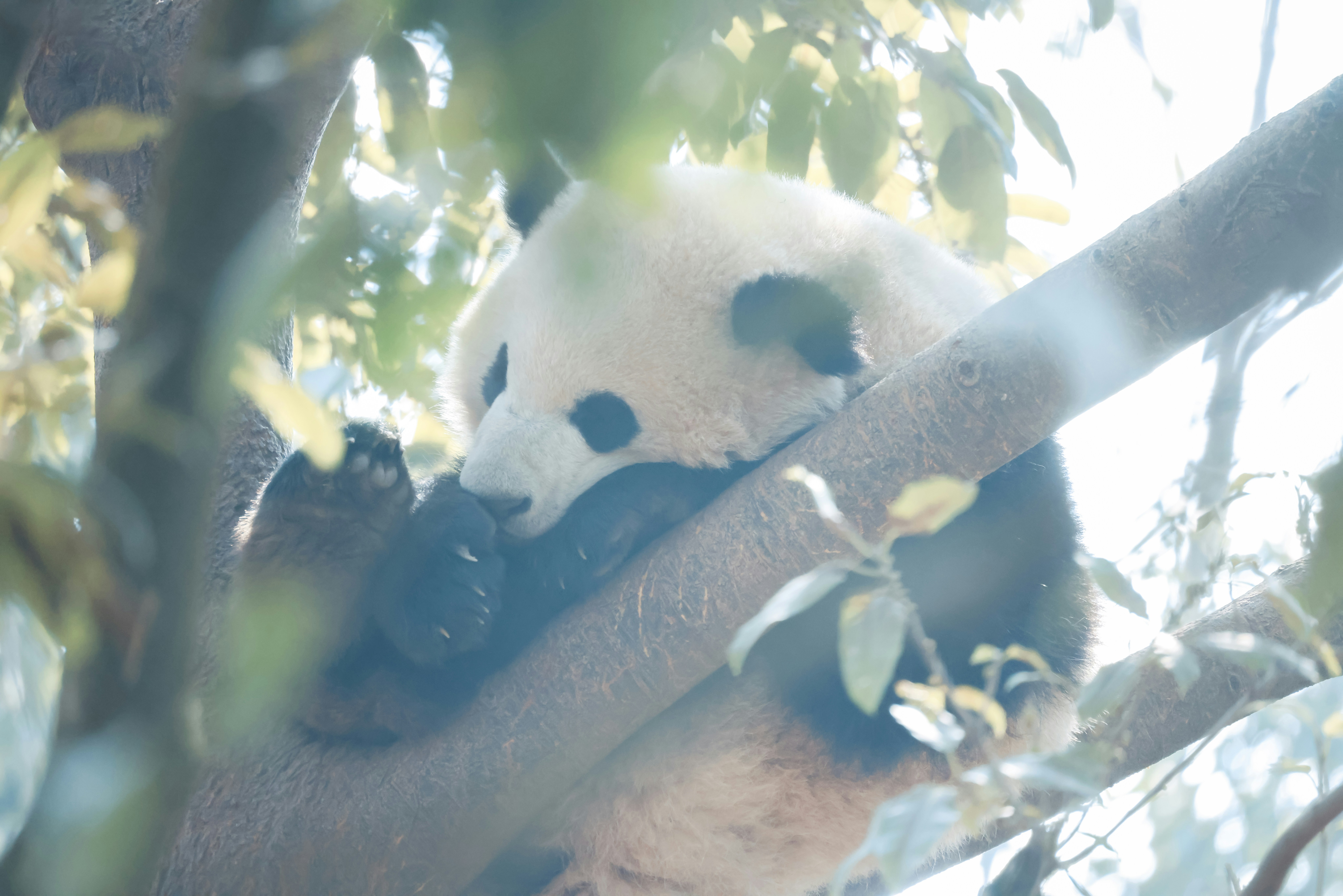 Sunlit Panda Snooze on a Leafy Branch