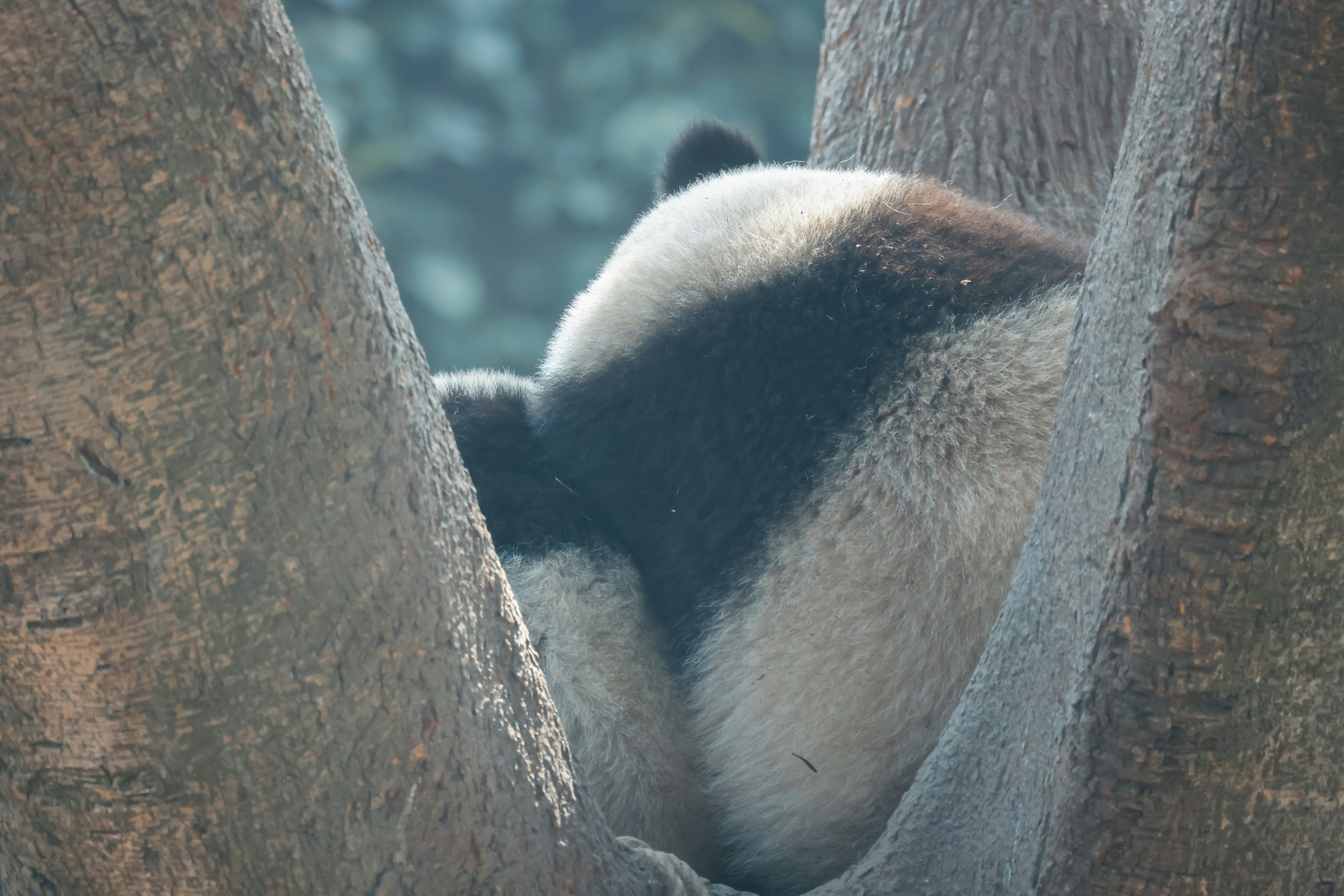 Hidden Embrace: Panda Between Trunks in Quiet Forest