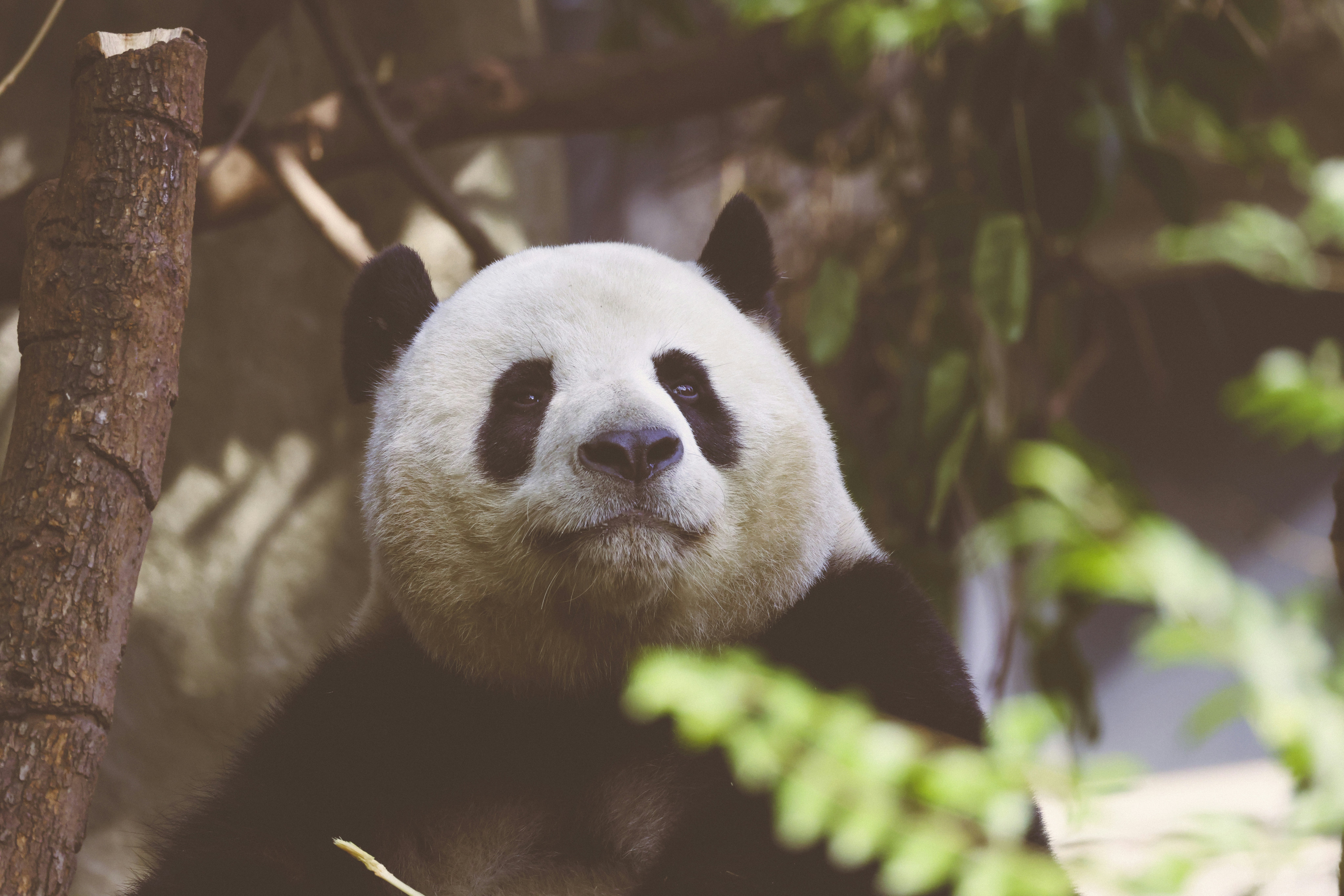 A panda in a tree photo – Free Animal Image on Unsplash