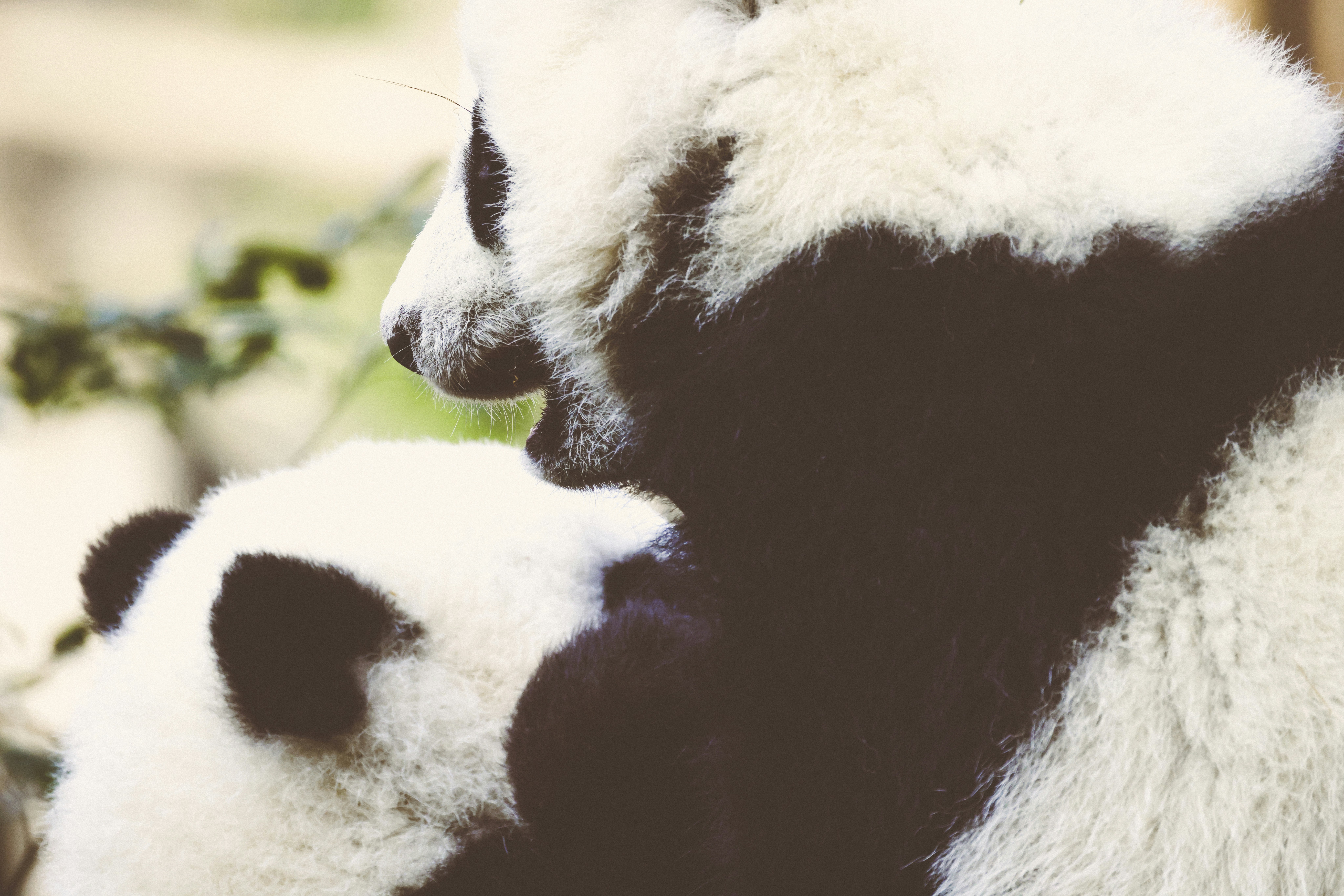 Gentle Bond in Velvet Light: Panda Mother and Cub Nuzzle