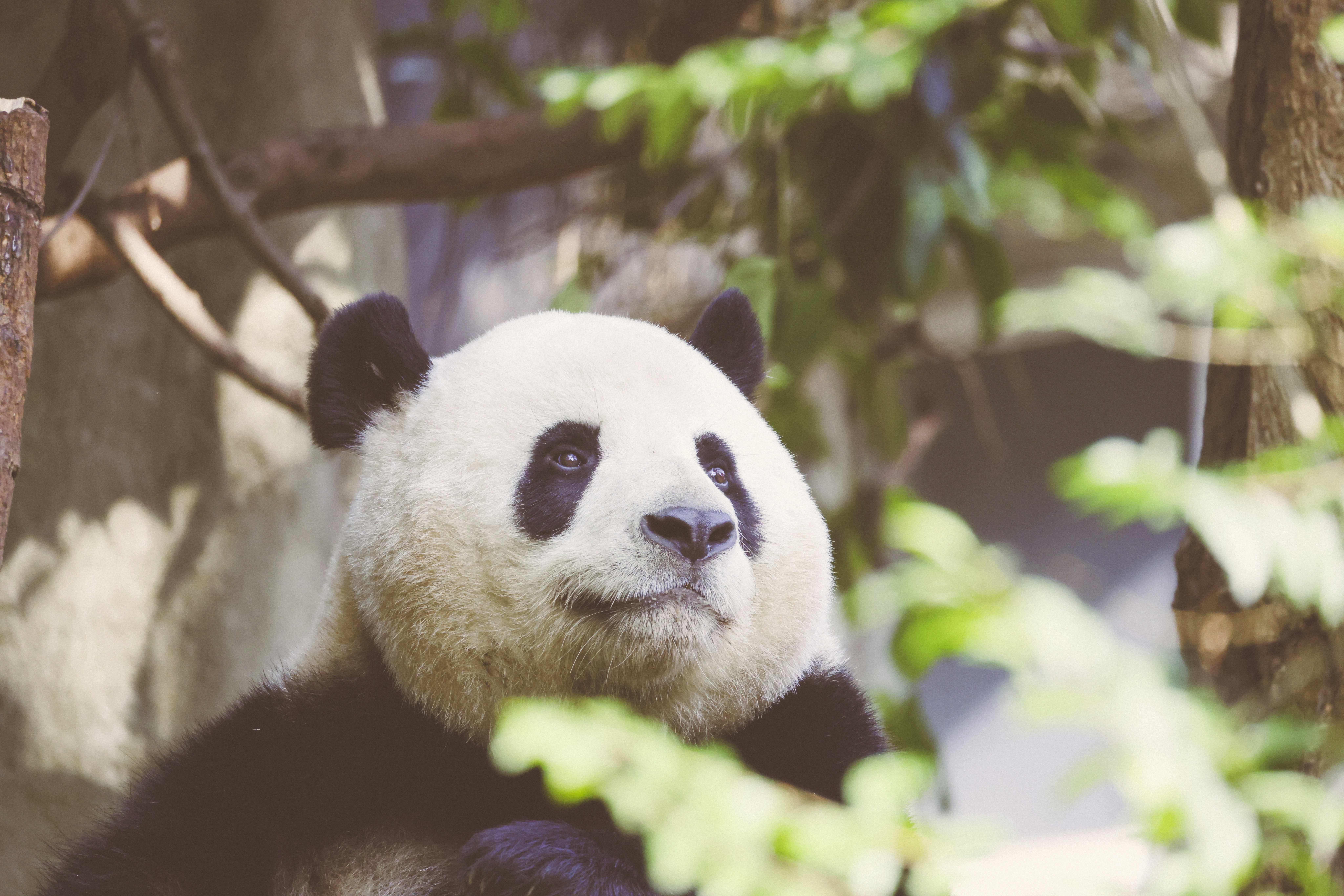 Panda Amid Soft Foliage: A Serene Portrait Through Leafy Framing
