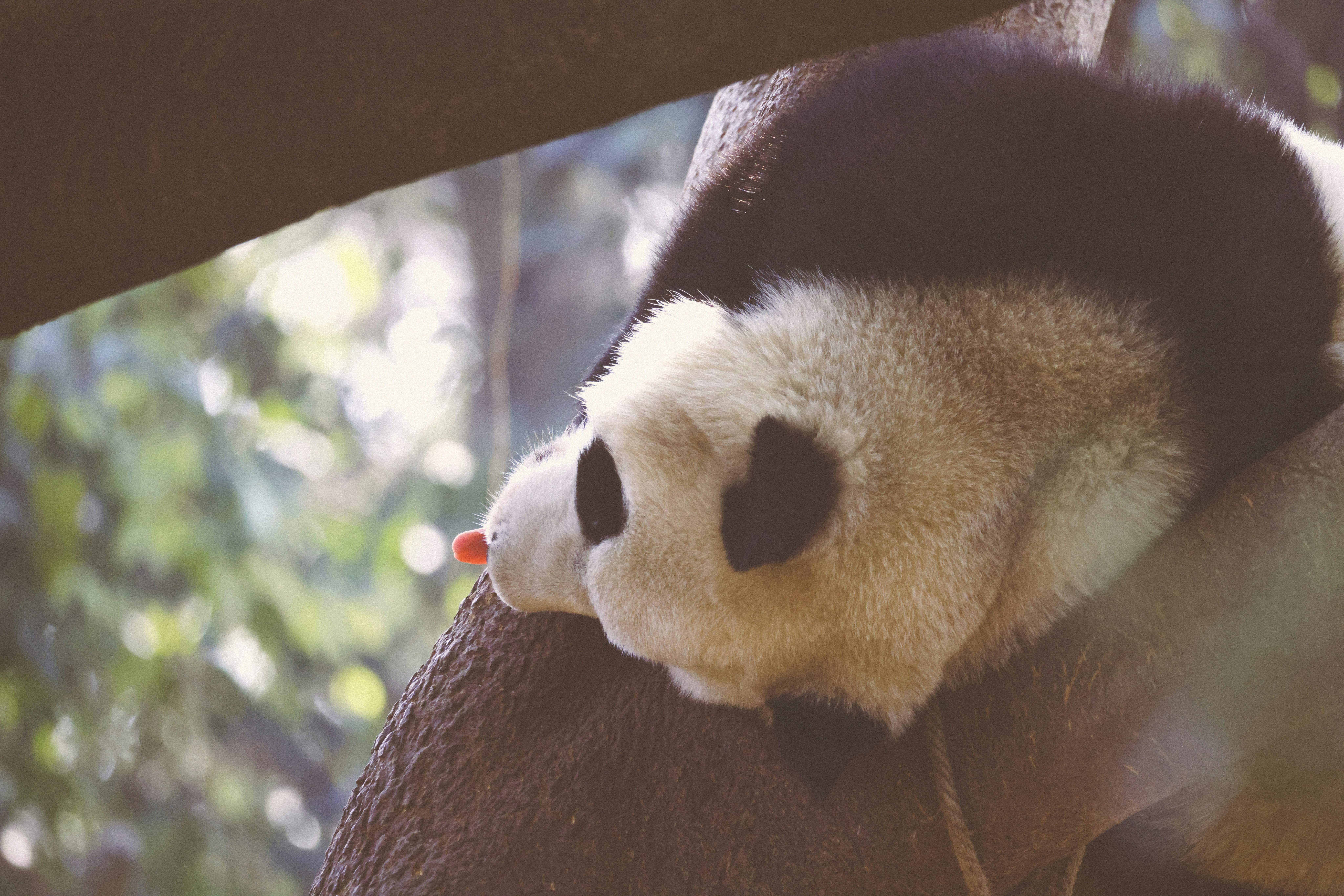 Dappled Slumber: Panda Nests Against a Sunlit Tree
