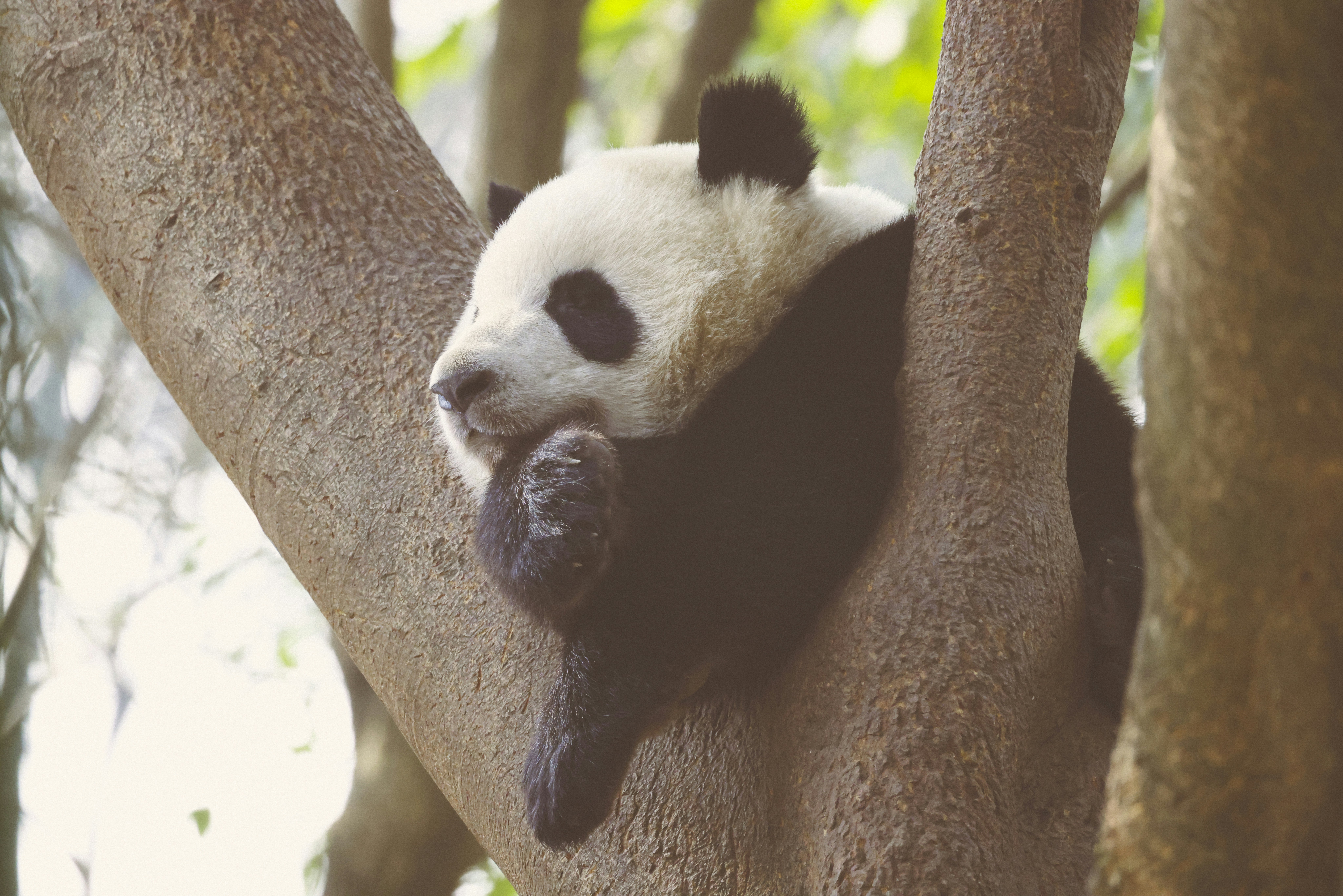 A panda resting comfortably on a tree branch, surrounded by lush greenery. The scene captures the tranquility of wildlife in its natural habitat.