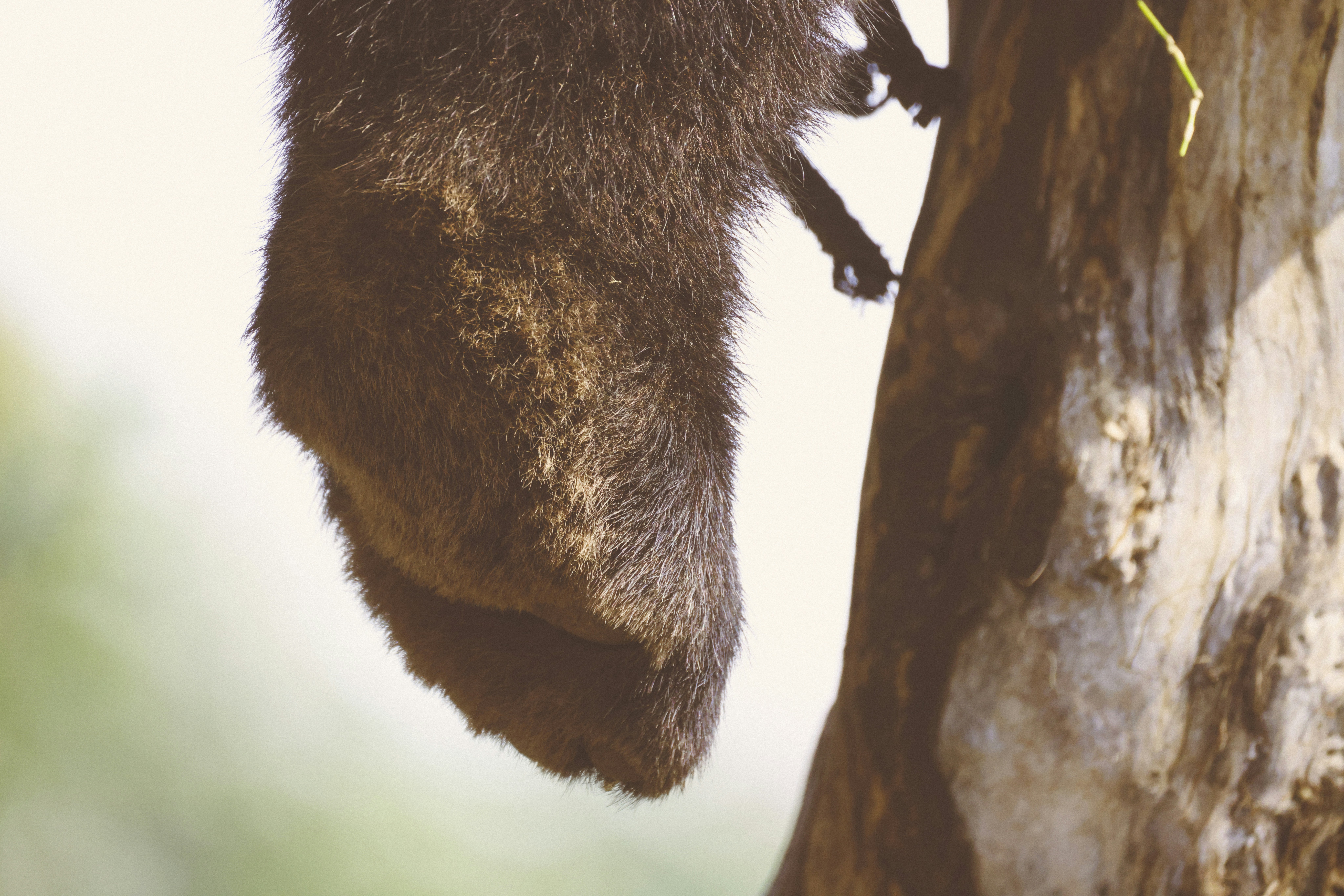 Hanging in Stillness: A Koala's Quiet Climb
