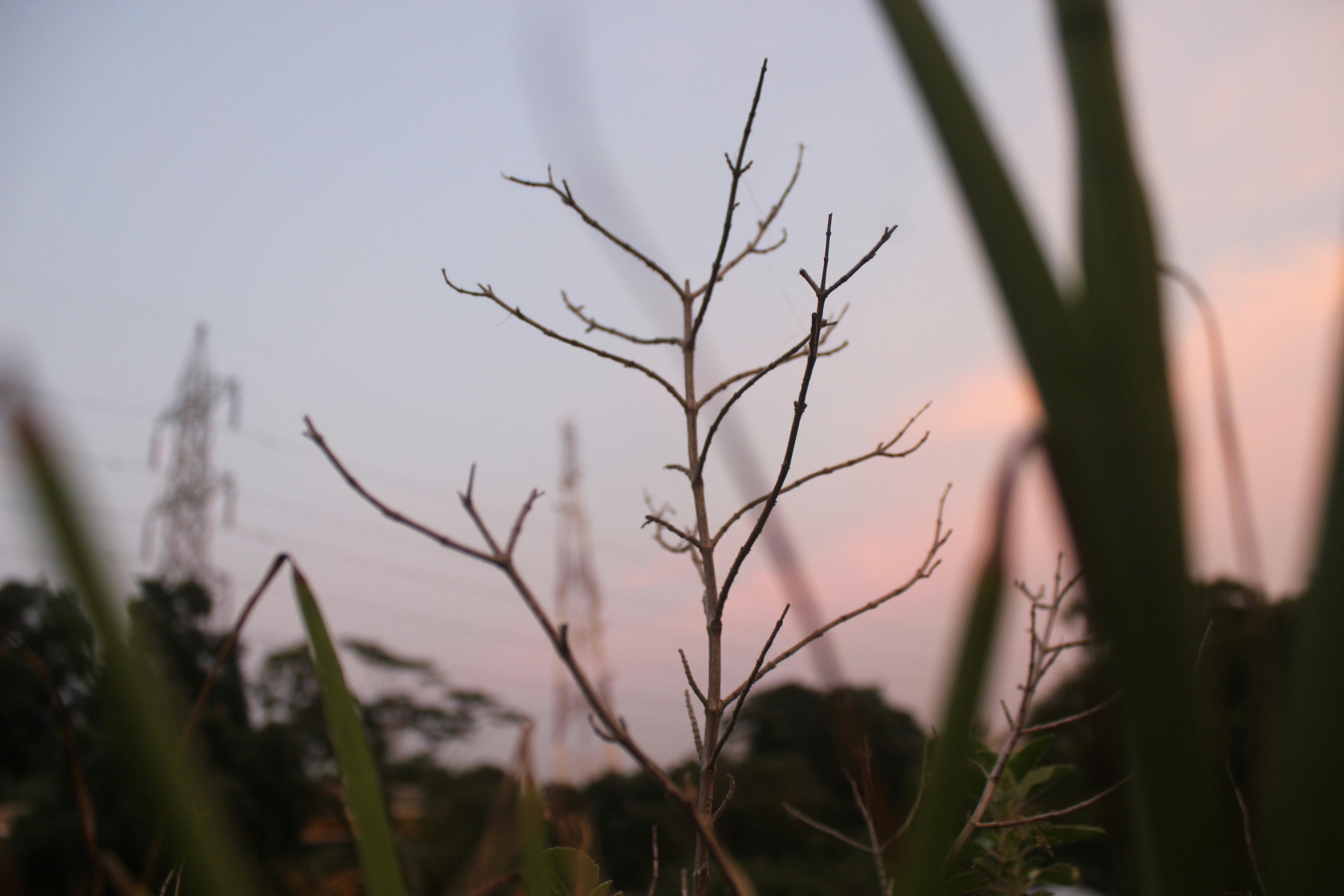 Tree photo shot on Canon EOS 600D
