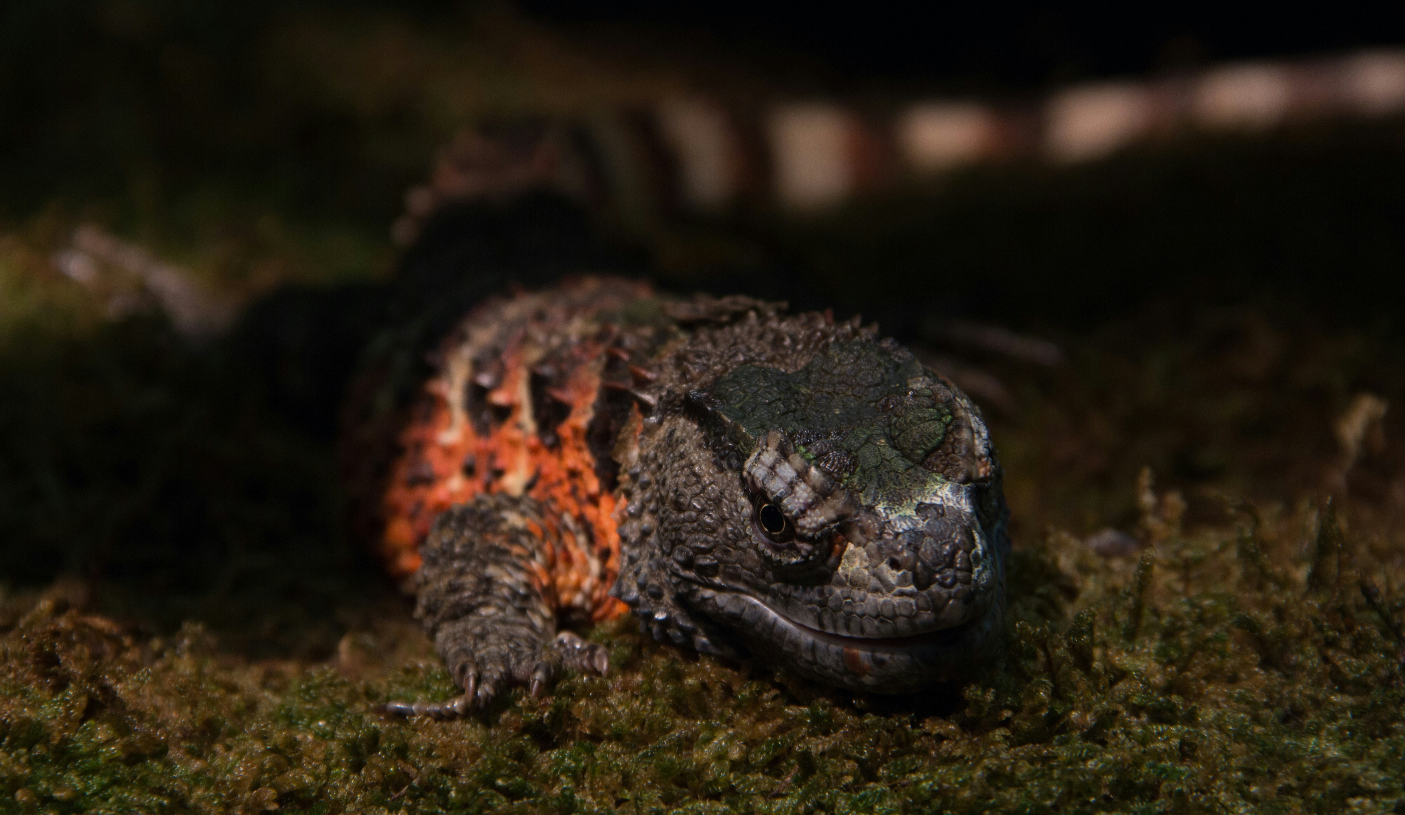 Nightwatch on Moss: Close-Up of a Sleepy Caiman