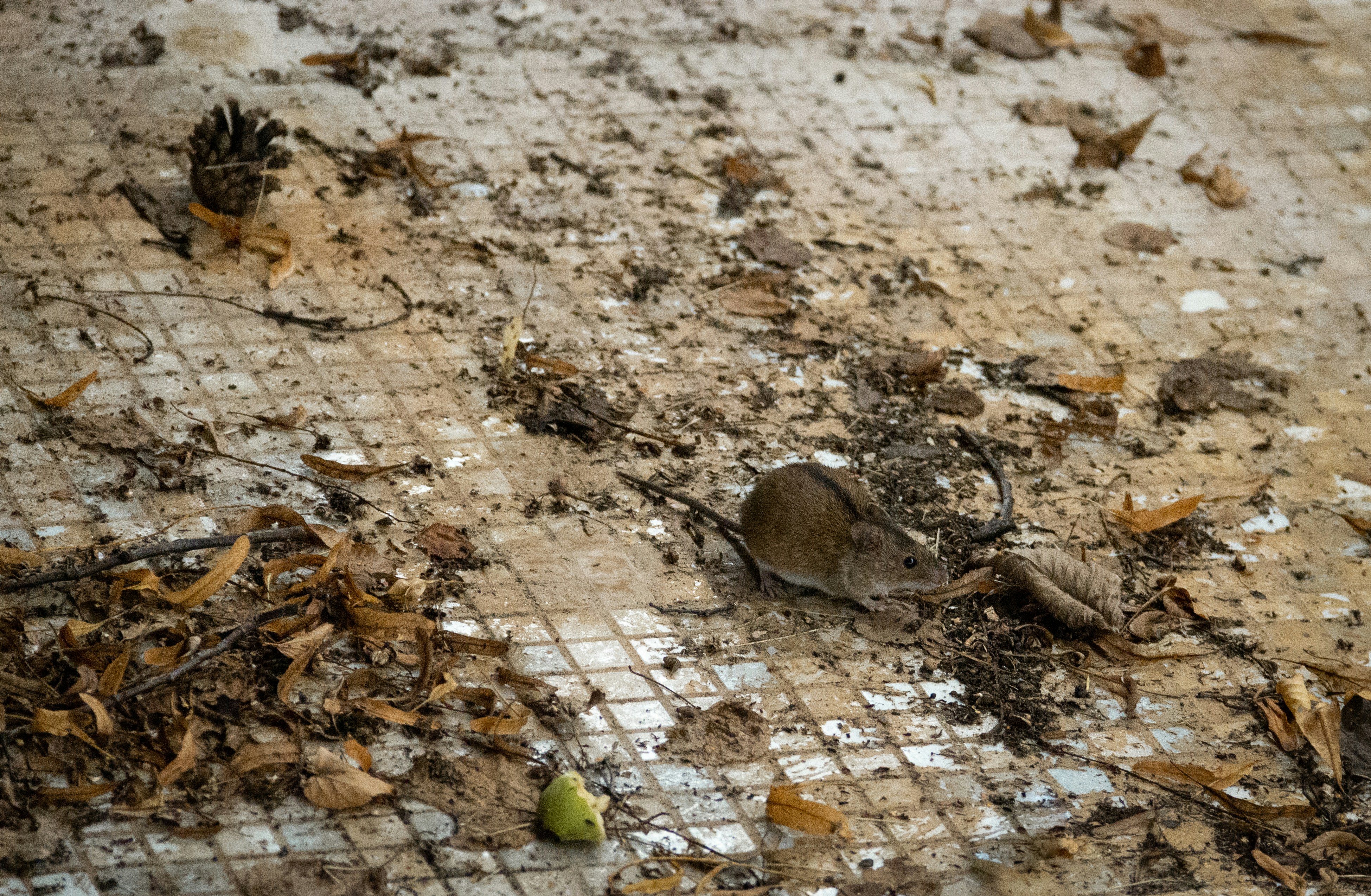 A frog on the ground photo – Free Brown Image on Unsplash