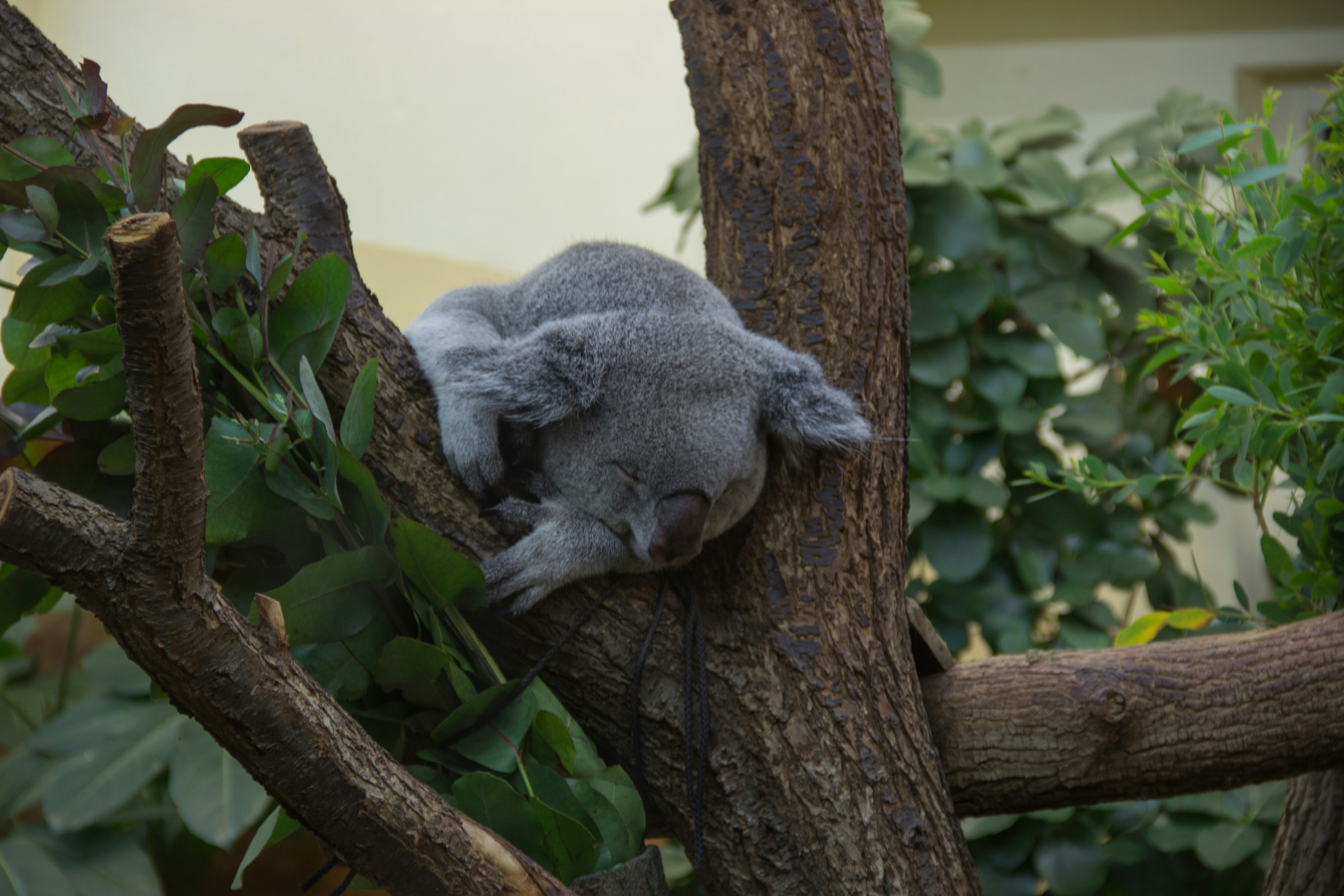 a koala bear sleeping in a tree