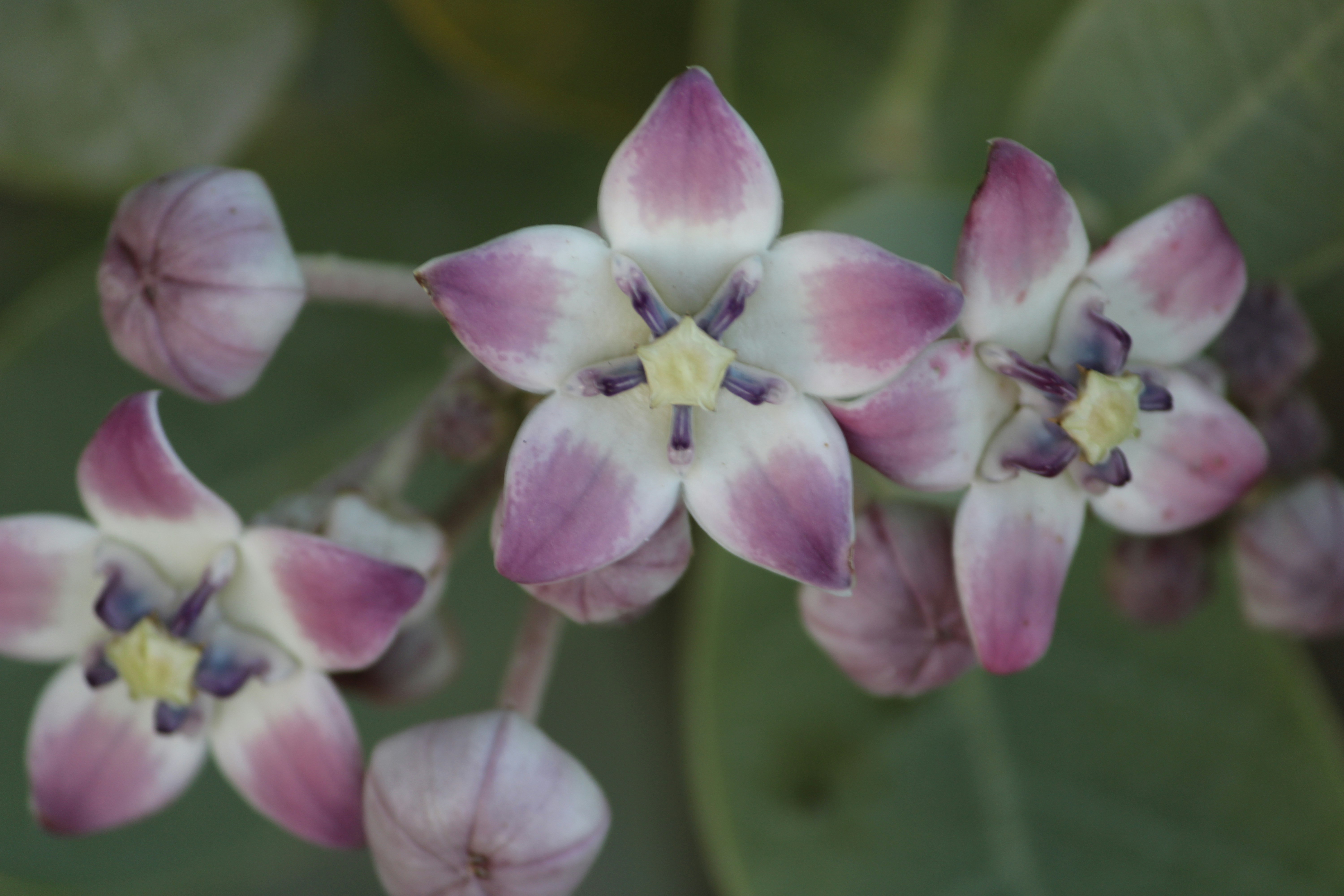 Three delicate flowers with pink and white petals arranged harmoniously, showcasing intricate details and vibrant colors against a soft green backdrop.