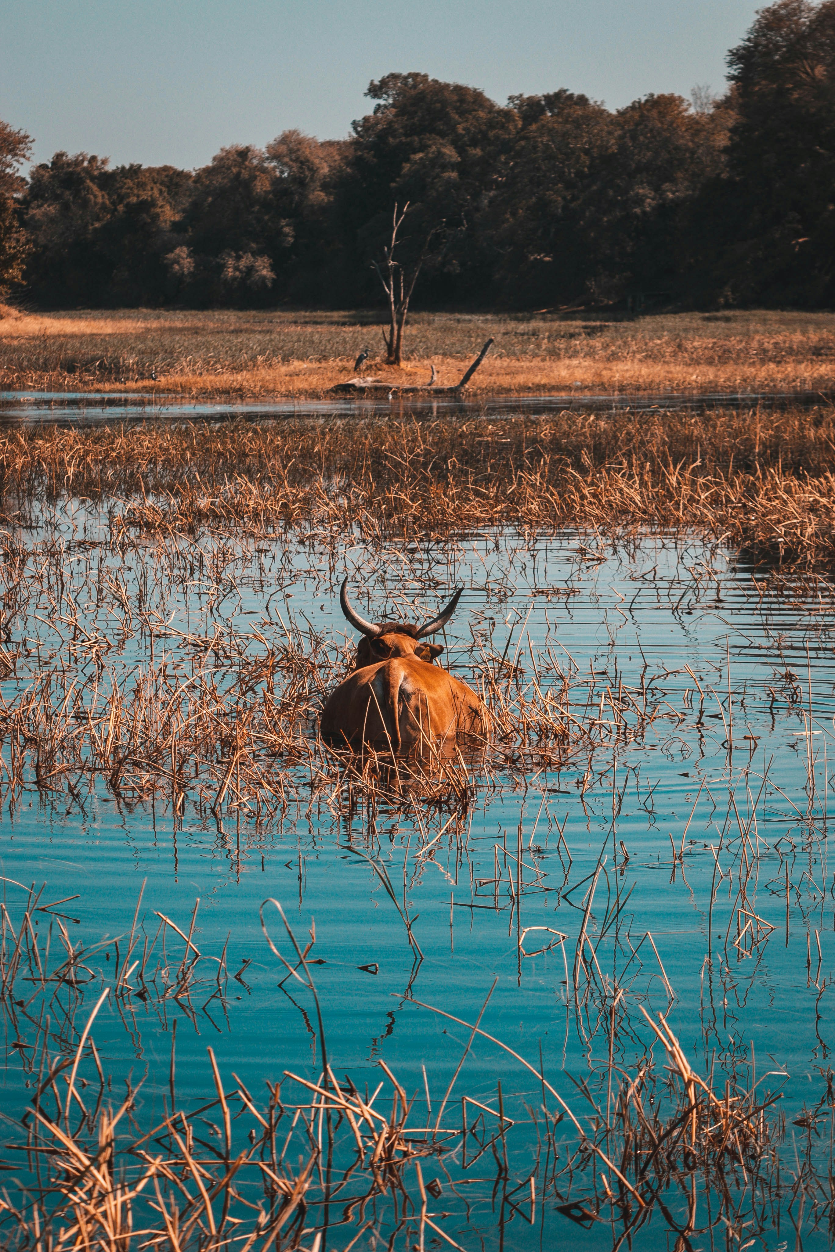 Centered Bull in a Quiet Marsh: Golden Light on Water and Reeds